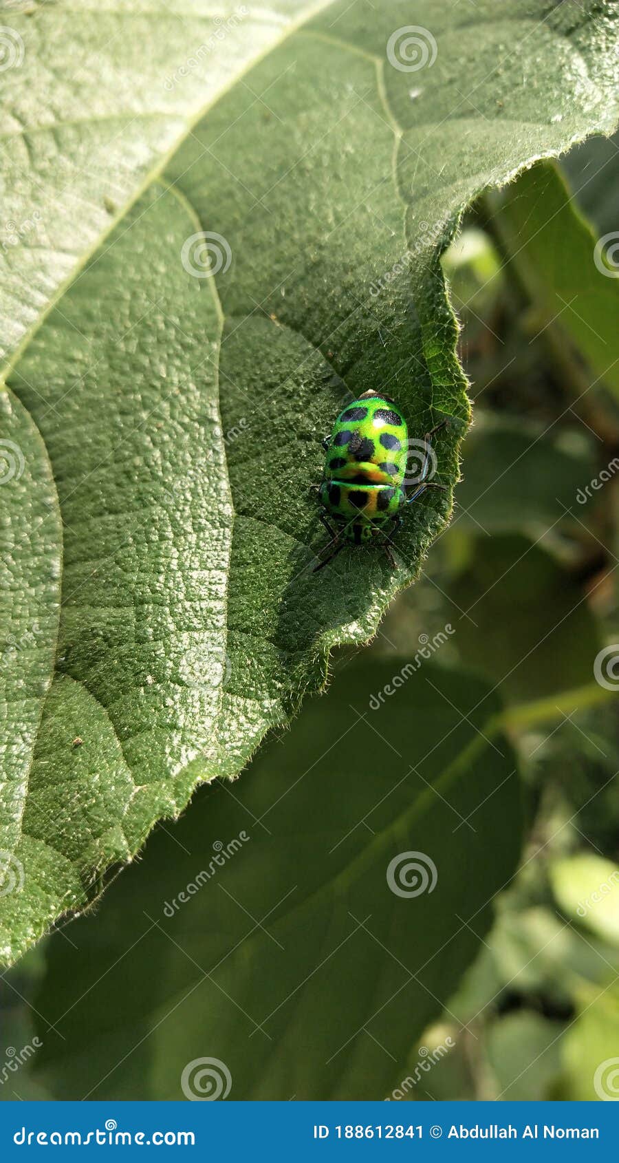 Beautiful Green Insect on Leaf Stock Image - Image of insect ...