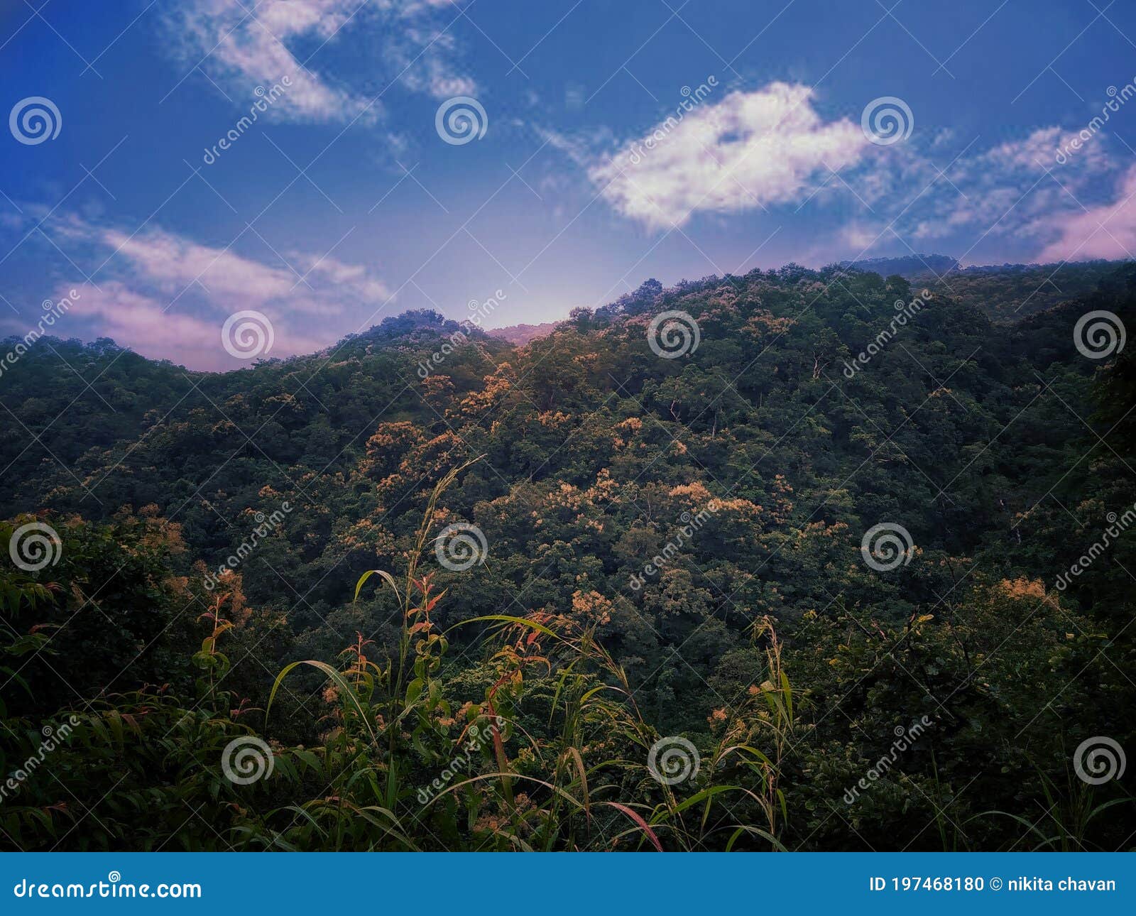 Beautiful Green Jungle with the Sky Landscape Stock Photo - Image of ...