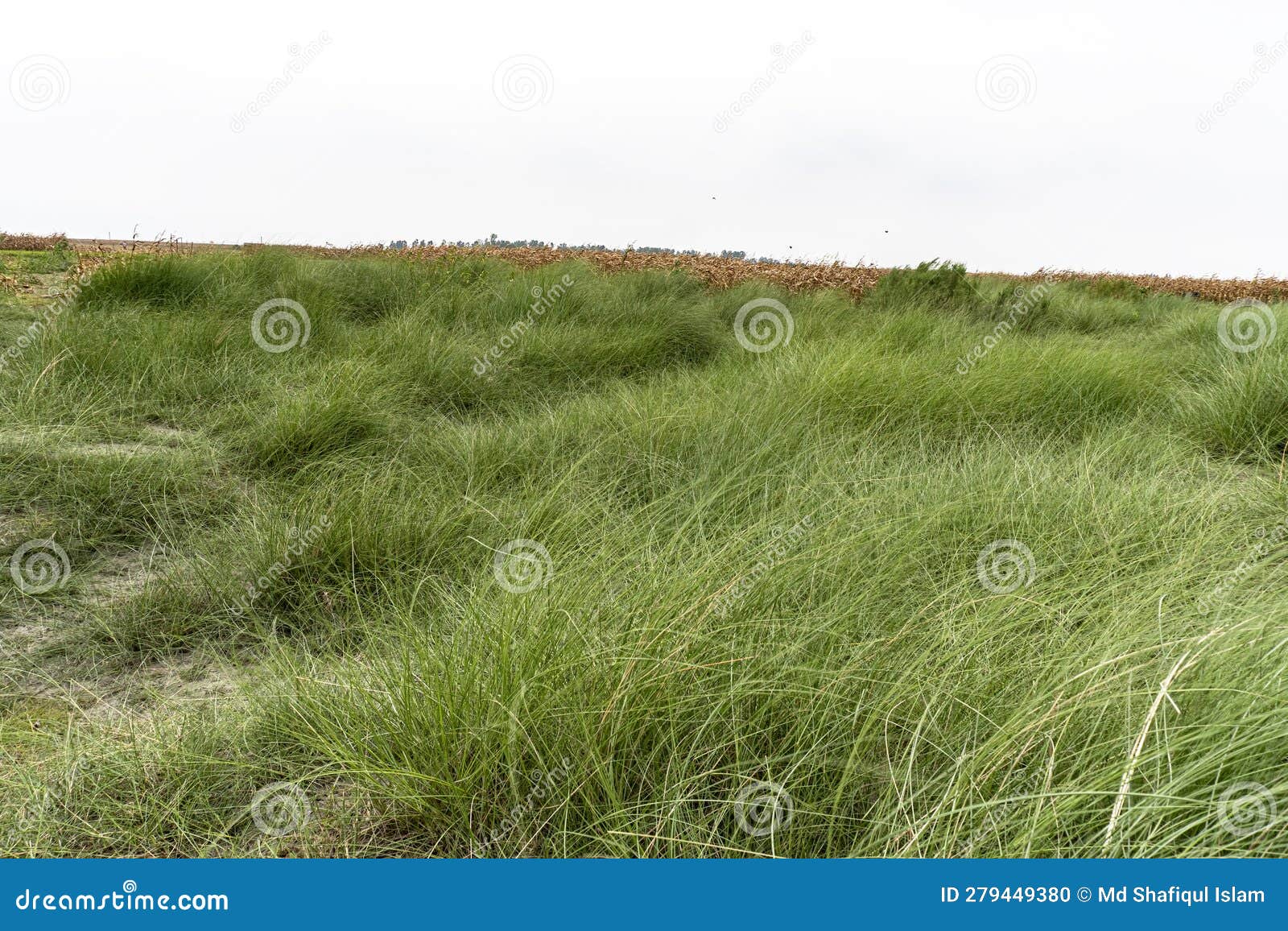 Beautiful Green Kans Grass Kash Phool (in Bengali Language). Beautiful ...