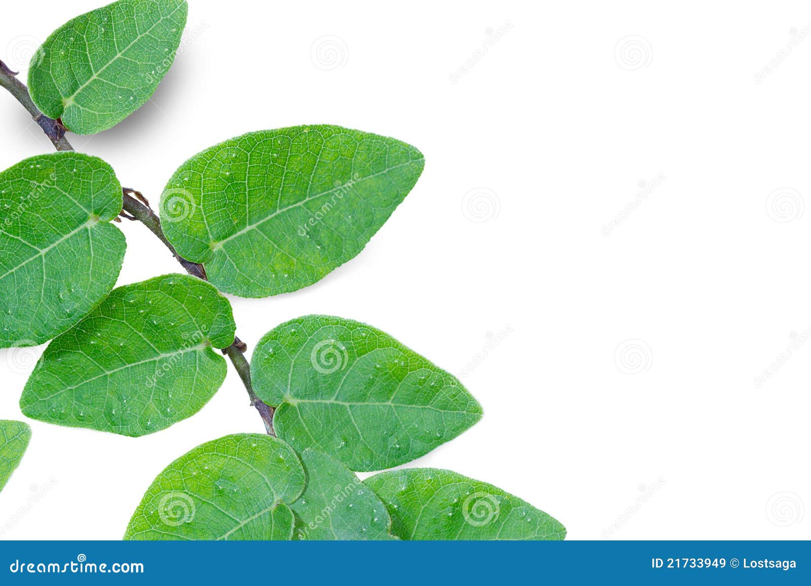 Beautiful green leaf stock image. Image of background - 21733949
