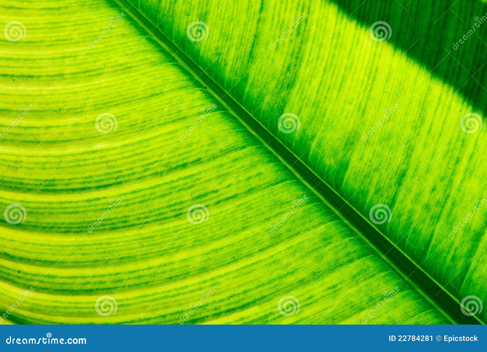 Beautiful green leaf stock image. Image of freshness - 22784281