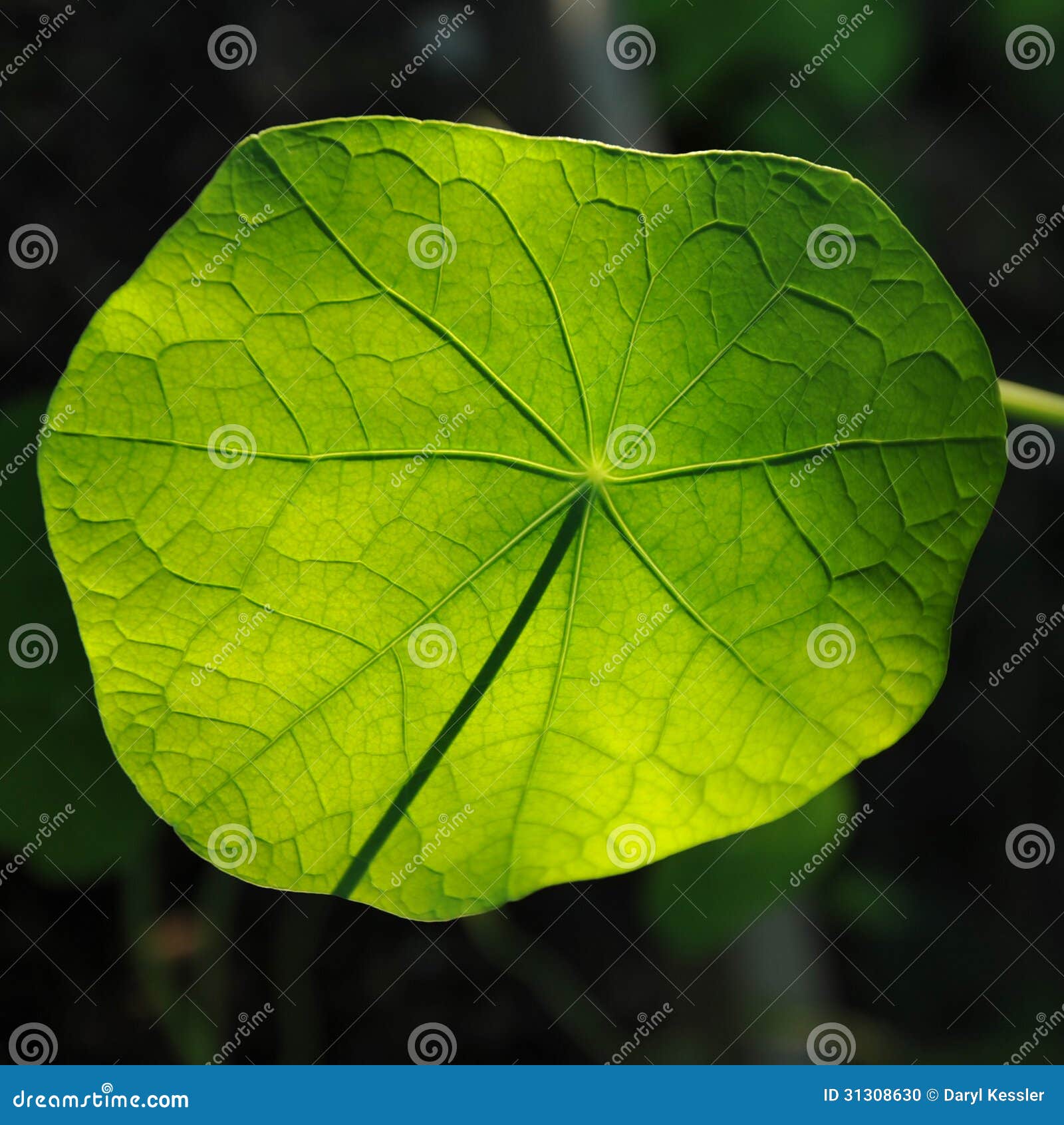 Beautiful Green Leaf stock photo. Image of yellow, forests - 31308630