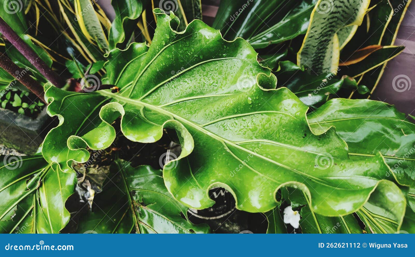 Beautiful Green Leaf from Bali Stock Photo - Image of bali, leaf: 262621112