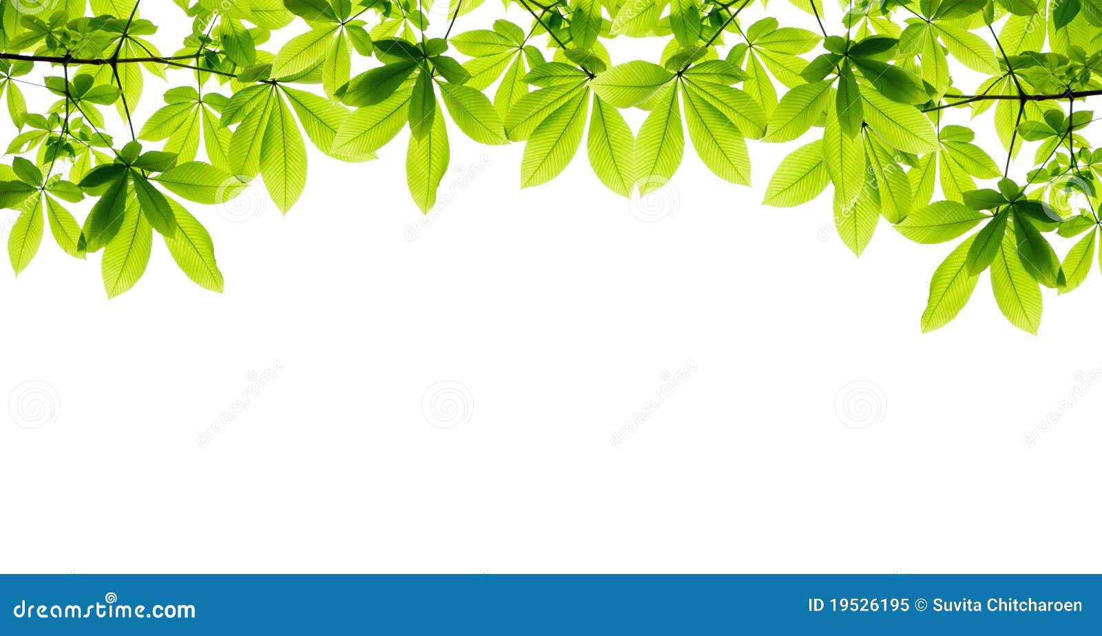 Beautiful green leaf frame stock image. Image of fall - 19526195