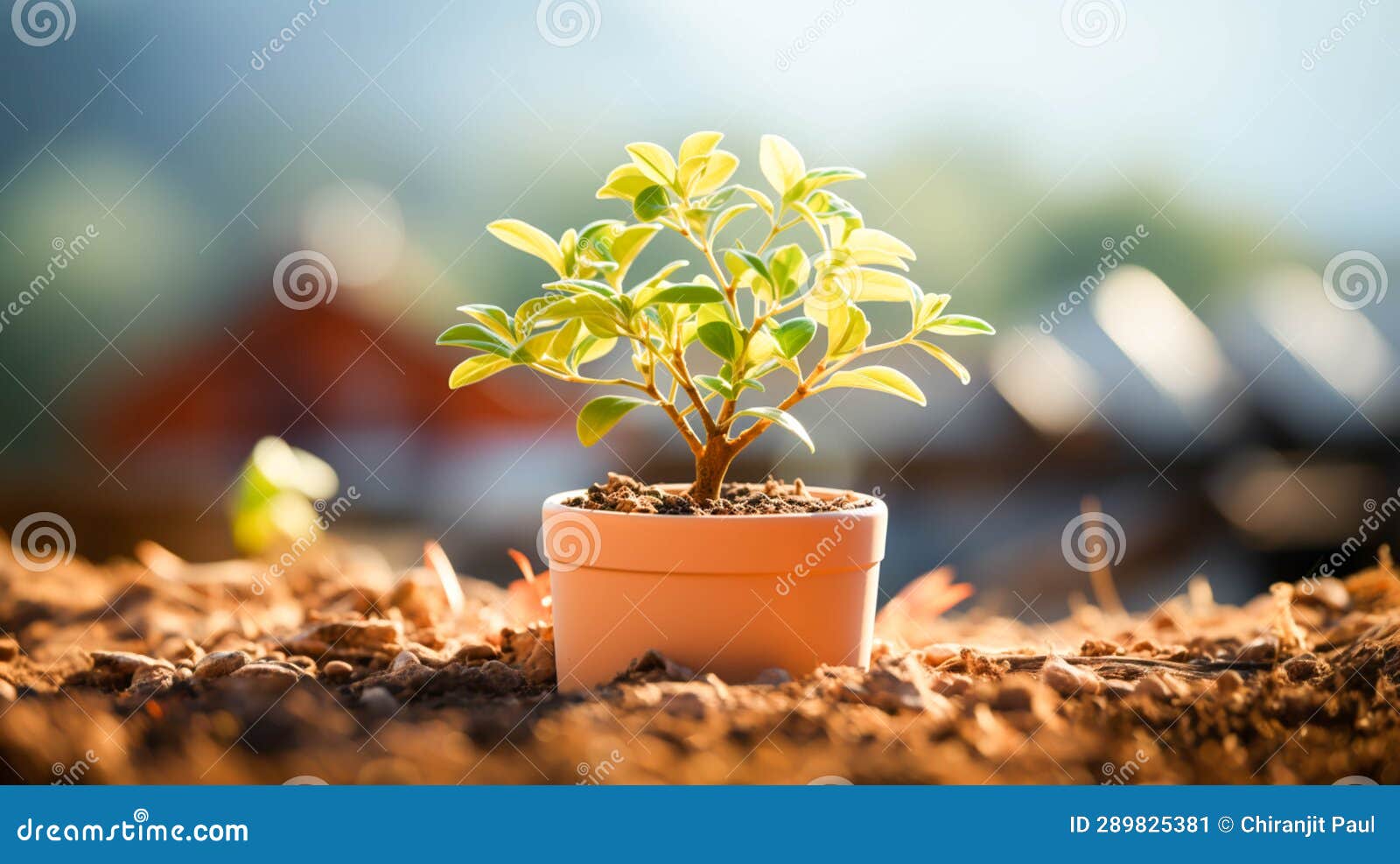 A Beautiful Green Leaf Grows in a Small Flower Pot Stock Image - Image ...
