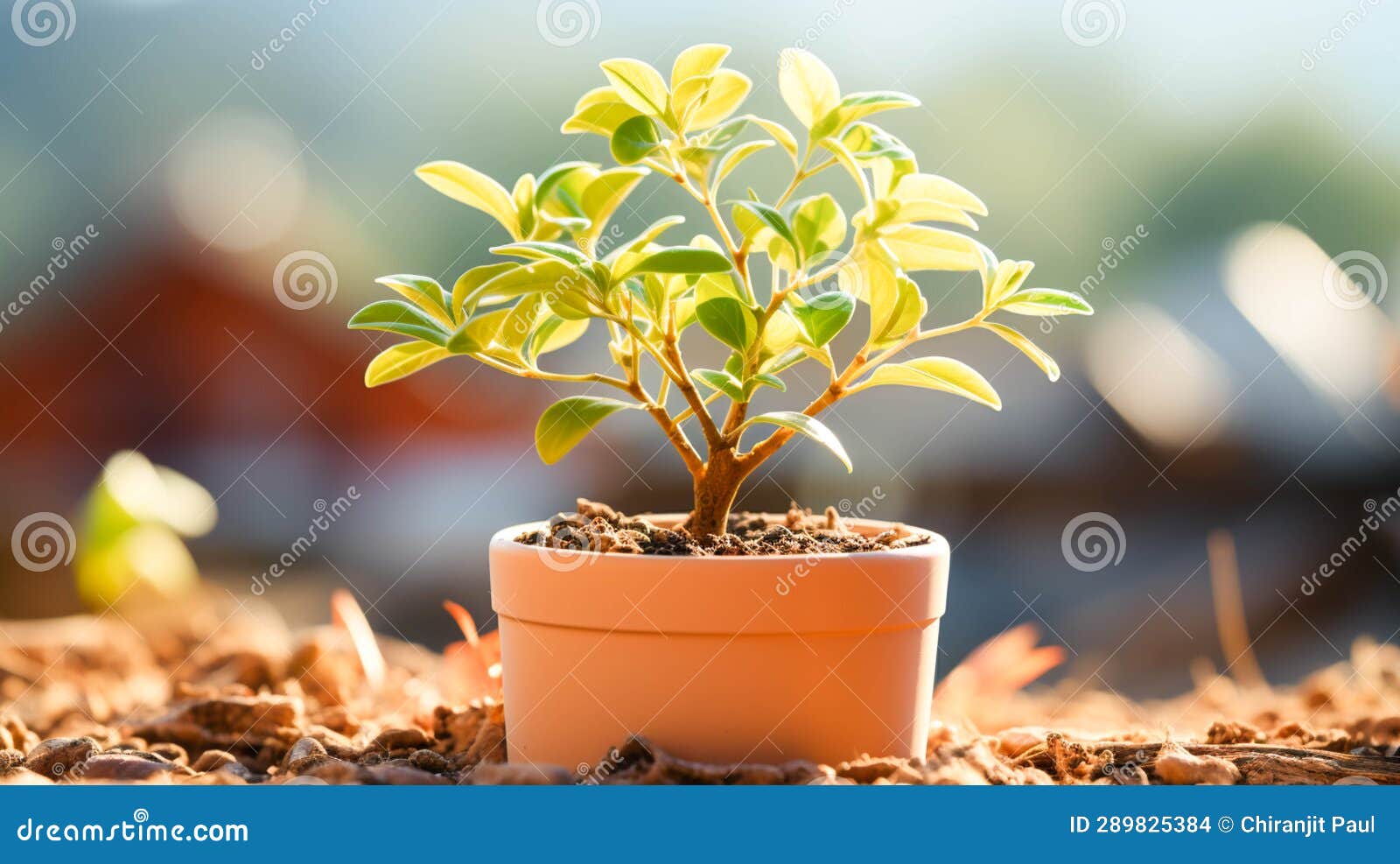 A Beautiful Green Leaf Grows in a Small Flower Pot Stock Photo - Image ...