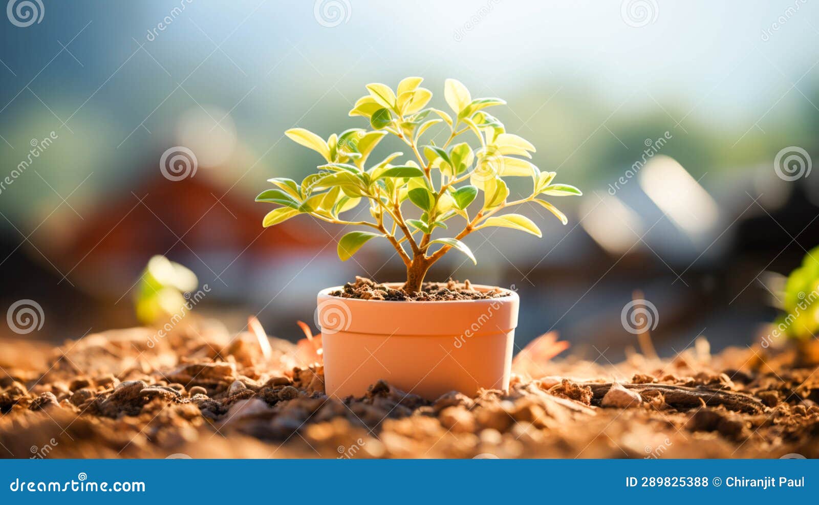 A Beautiful Green Leaf Grows in a Small Flower Pot Stock Photo - Image ...