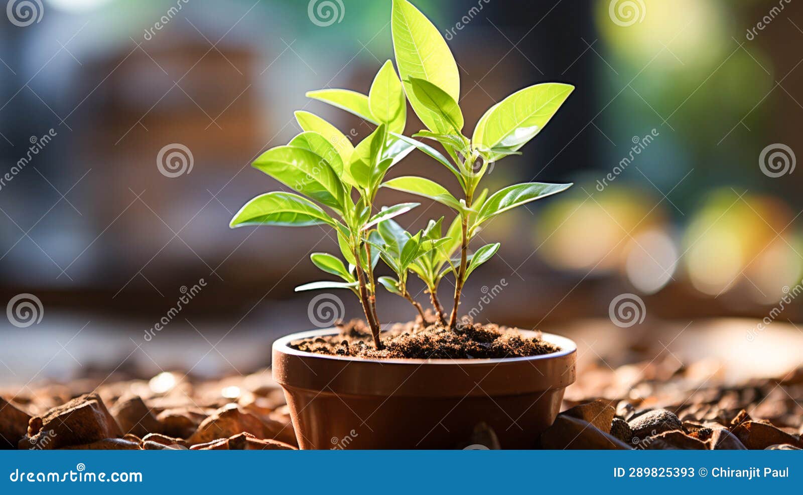 A Beautiful Green Leaf Grows in a Small Flower Pot Stock Image - Image ...