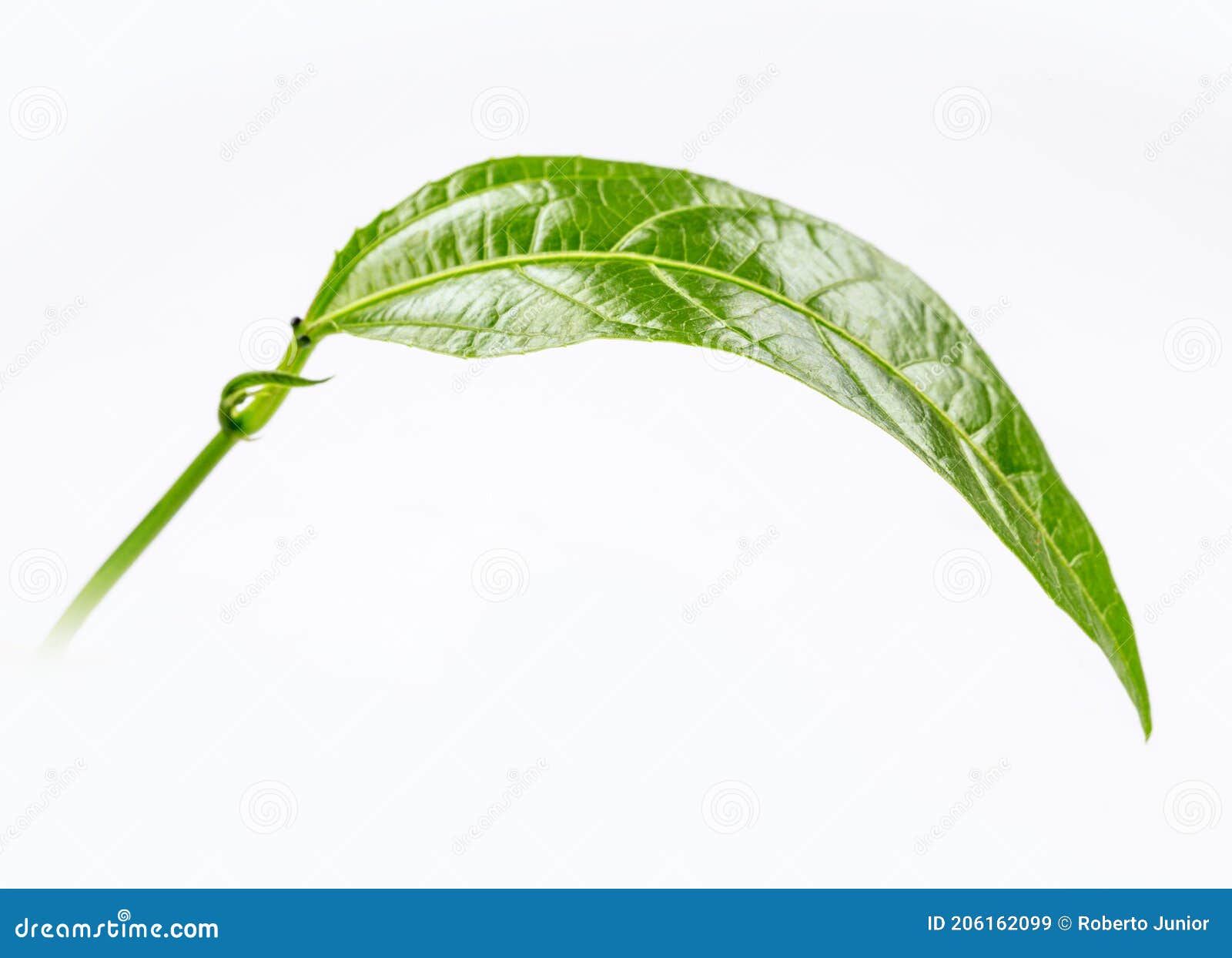 Beautiful Green Leaf in High Resolution White Background Stock Image ...