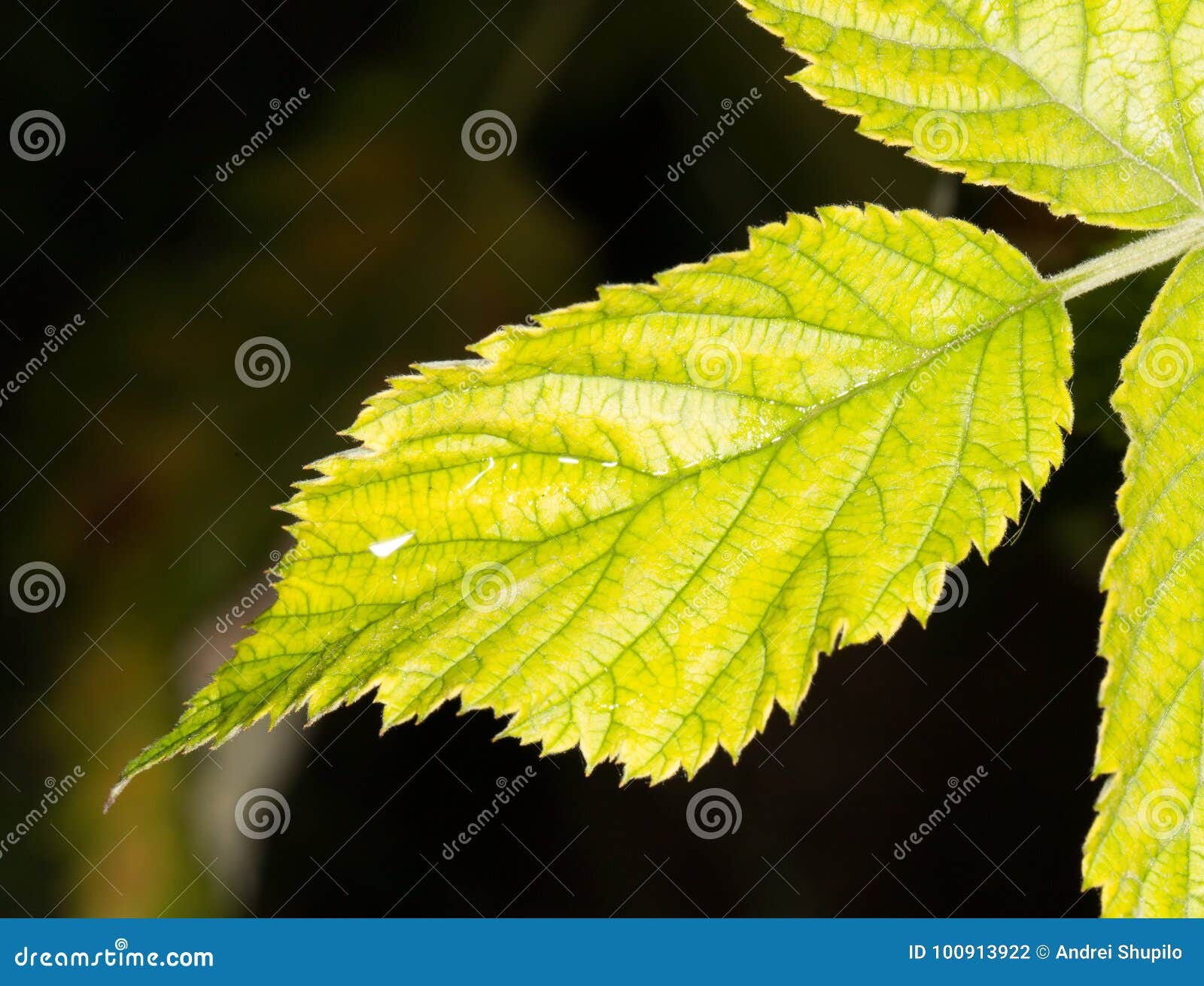 Beautiful Green Leaf in Nature Stock Photo - Image of outdoor, growth ...