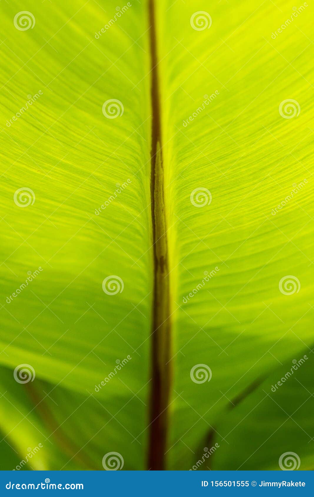 A Beautiful Green Leaf with a Nice Texture on a Sunny Day Stock Image ...