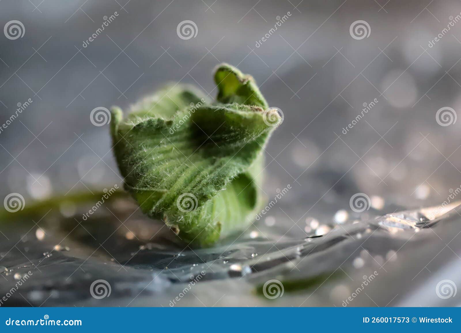 Beautiful Green Leaf on the Plastic Surface with Water Drops, Close-up ...
