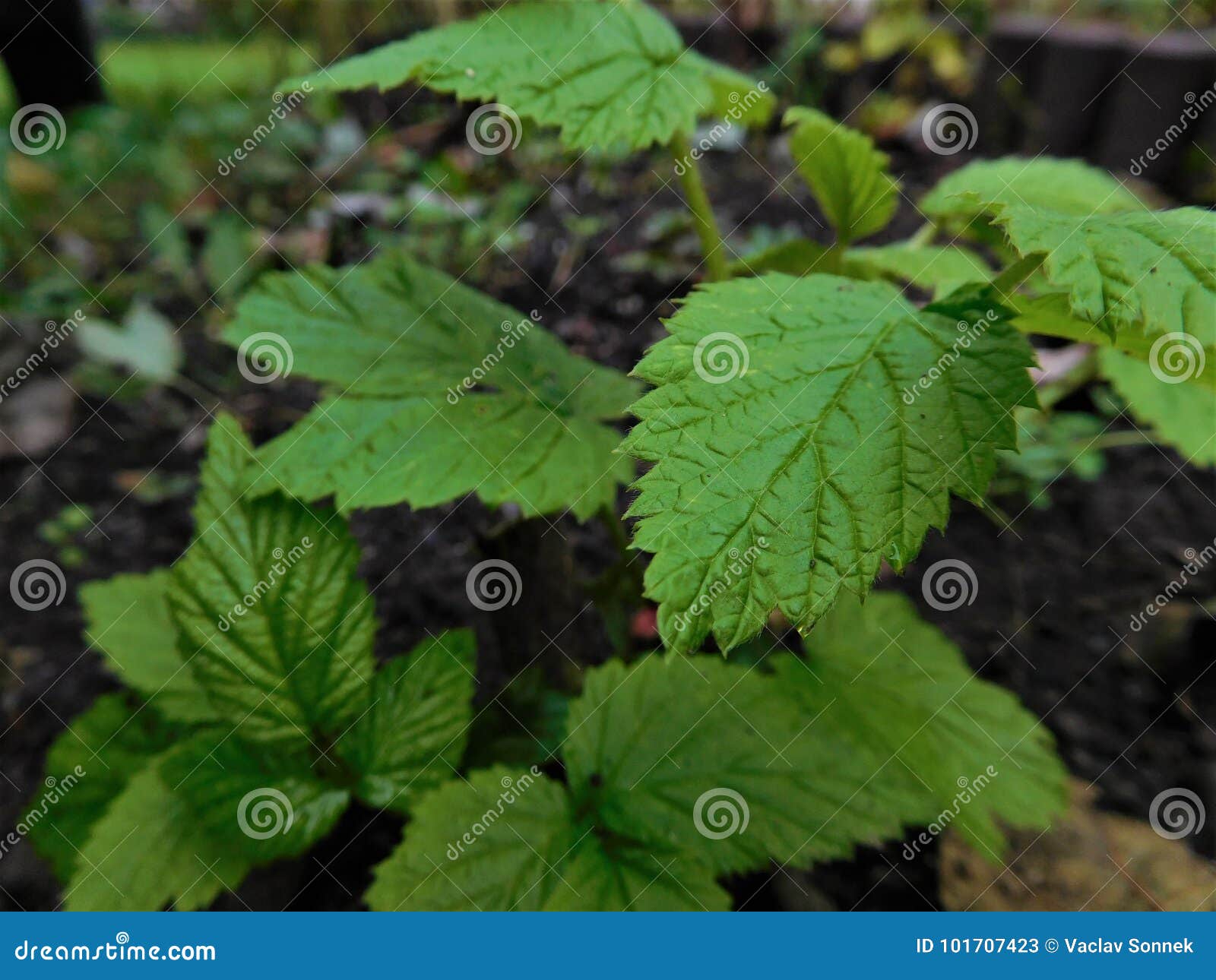 The Beautiful Green Leaf from Raspberry Tree Stock Image - Image of ...