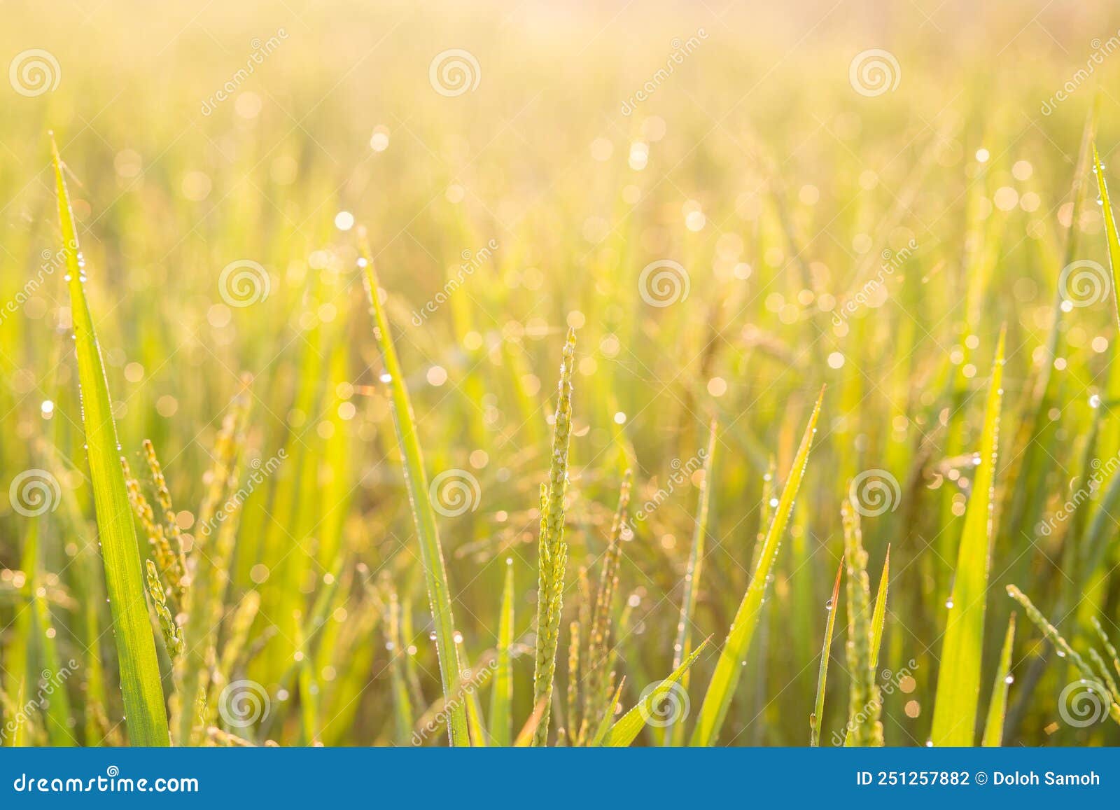 A Beautiful Green Leaf of Rice or Young Rice. Stock Photo - Image of ...