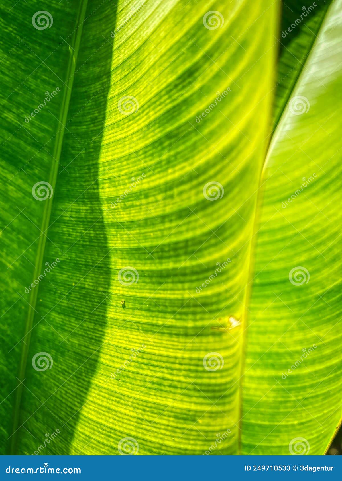 Beautiful Green Leaf Shades of Green Layers Stock Image - Image of ...