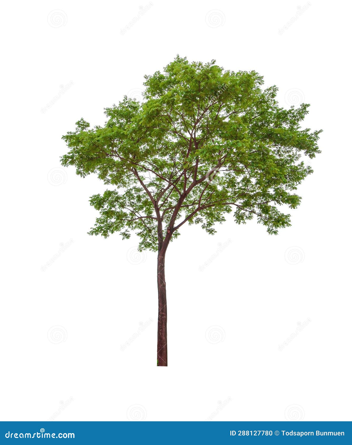 Beautiful Green Leaf Single Tree Isolated on a White Background Stock ...