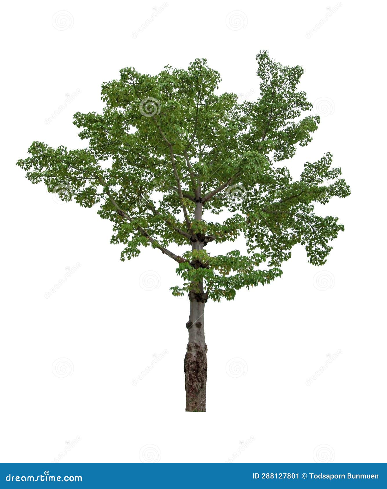 Beautiful Green Leaf Single Tree Isolated on a White Background Stock ...