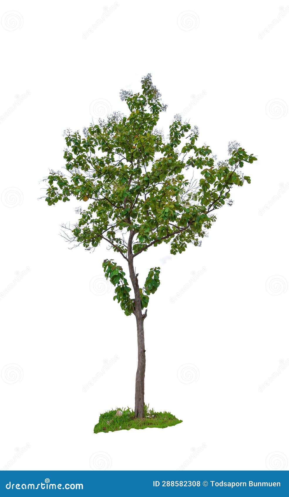 Beautiful Green Leaf Single Tree Isolated on a White Background Stock ...