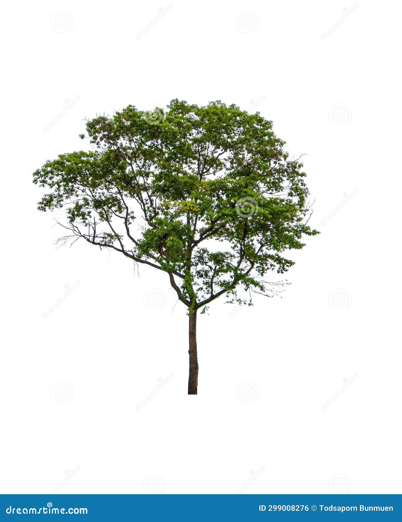 Beautiful Green Leaf Single Tree Isolated on a White Background Stock ...