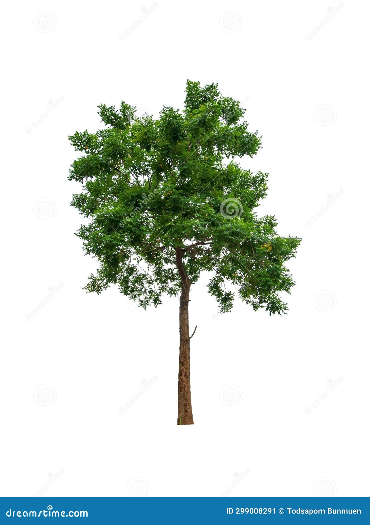 Beautiful Green Leaf Single Tree Isolated on a White Background Stock ...