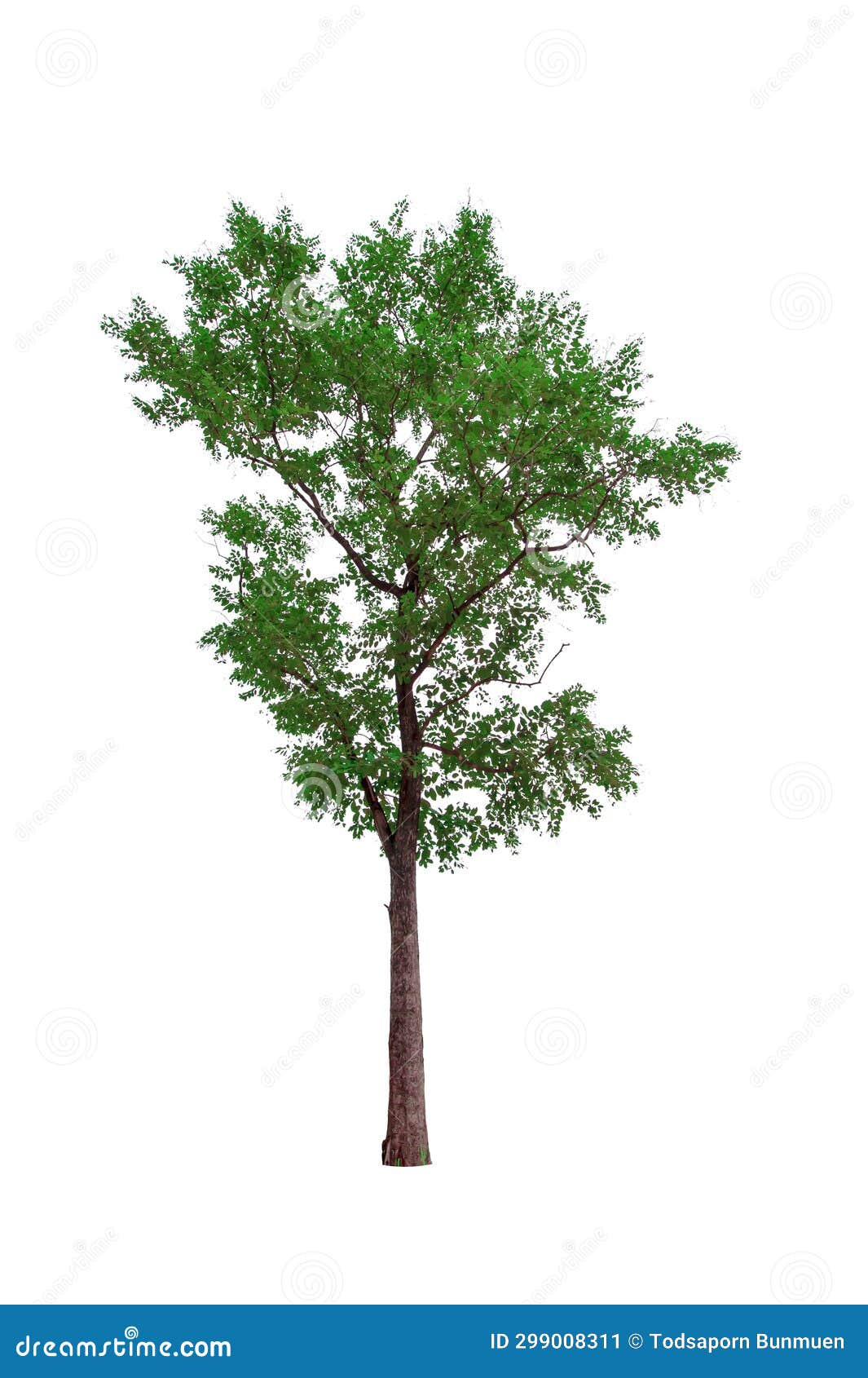 Beautiful Green Leaf Single Tree Isolated on a White Background Stock ...