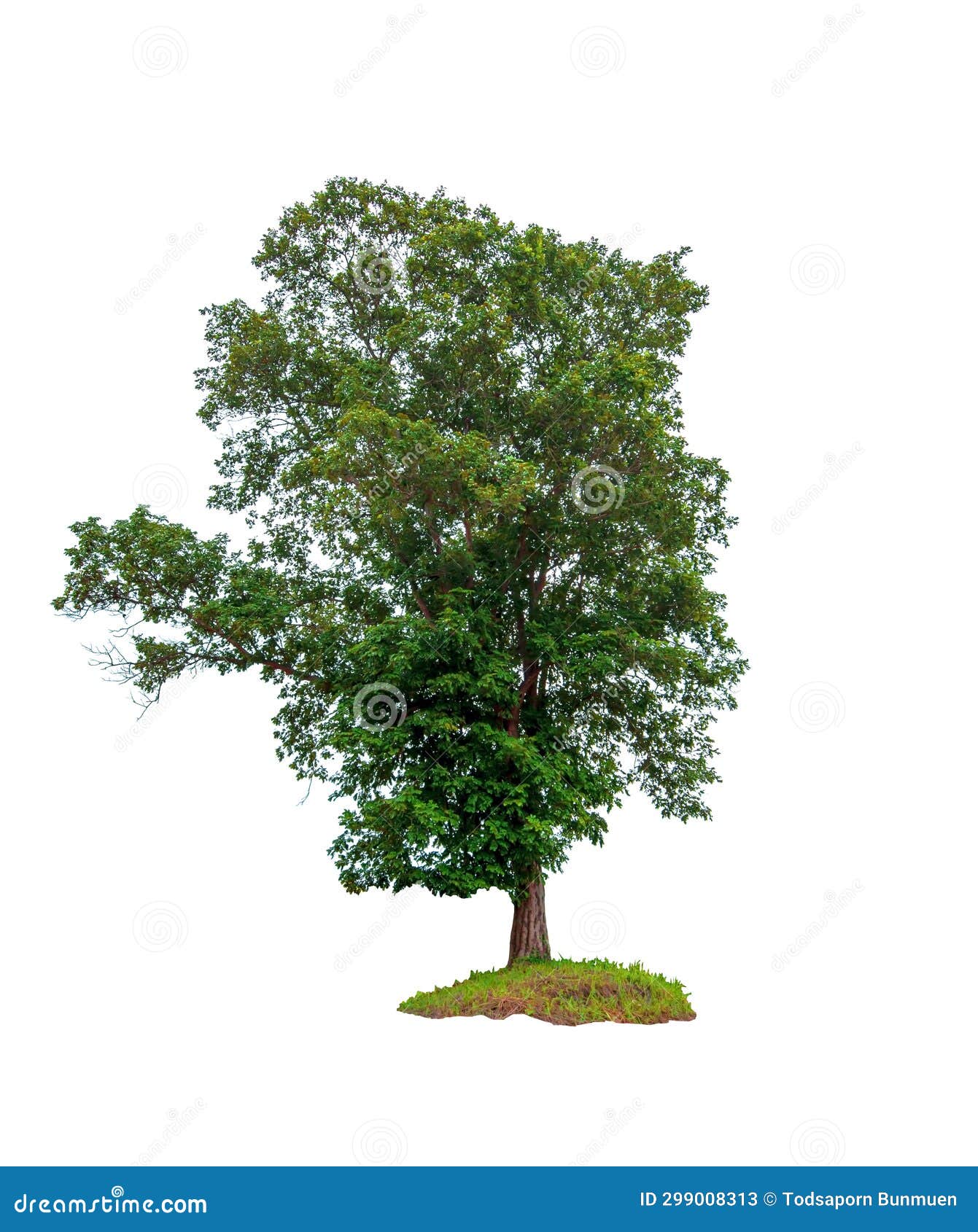 Beautiful Green Leaf Single Tree Isolated on a White Background Stock ...