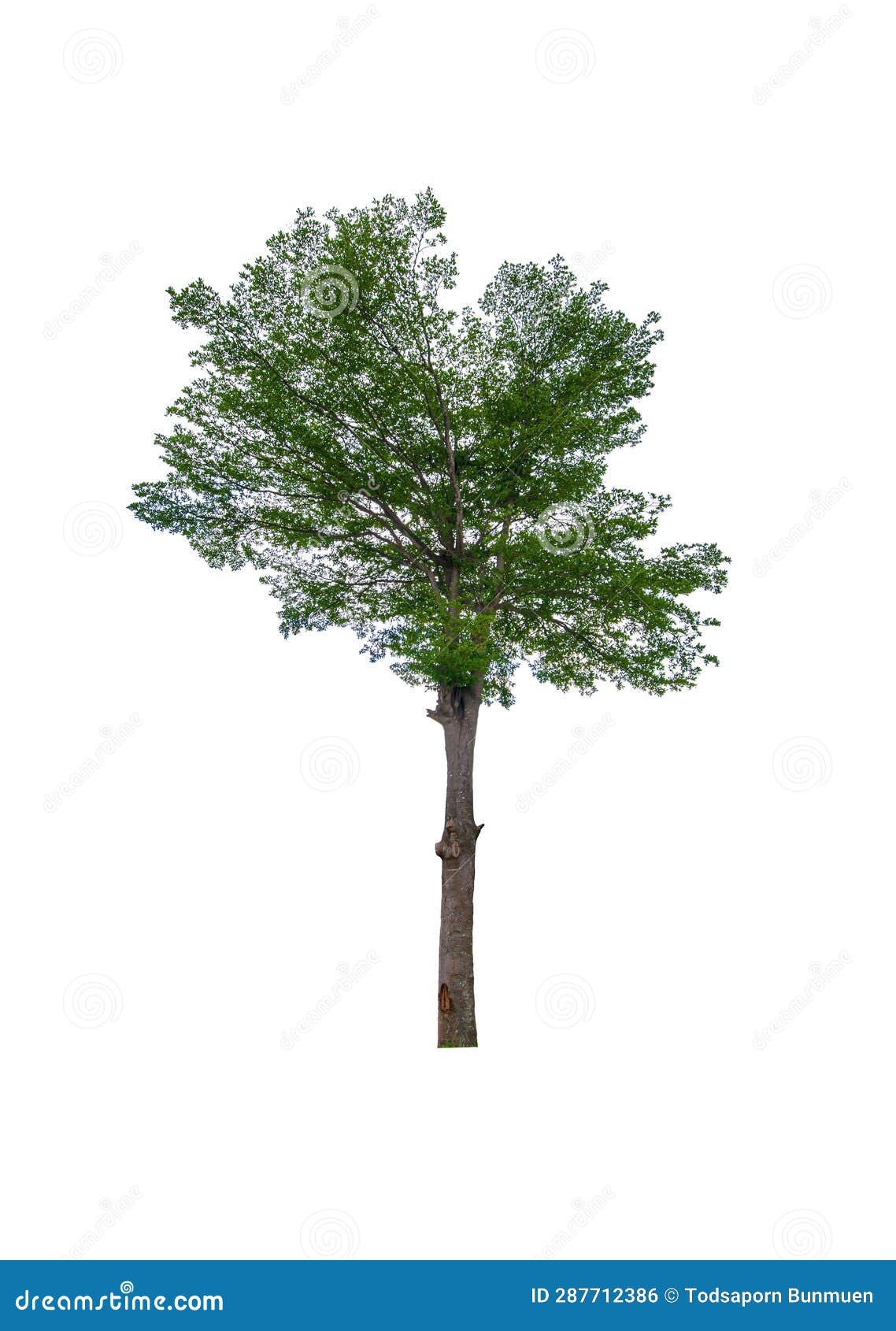 Beautiful Green Leaf Single Tree Isolated on a White Background Stock ...