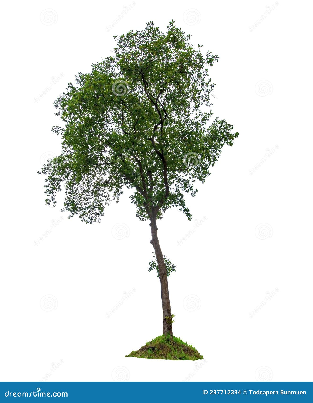 Beautiful Green Leaf Single Tree Isolated on a White Background Stock ...