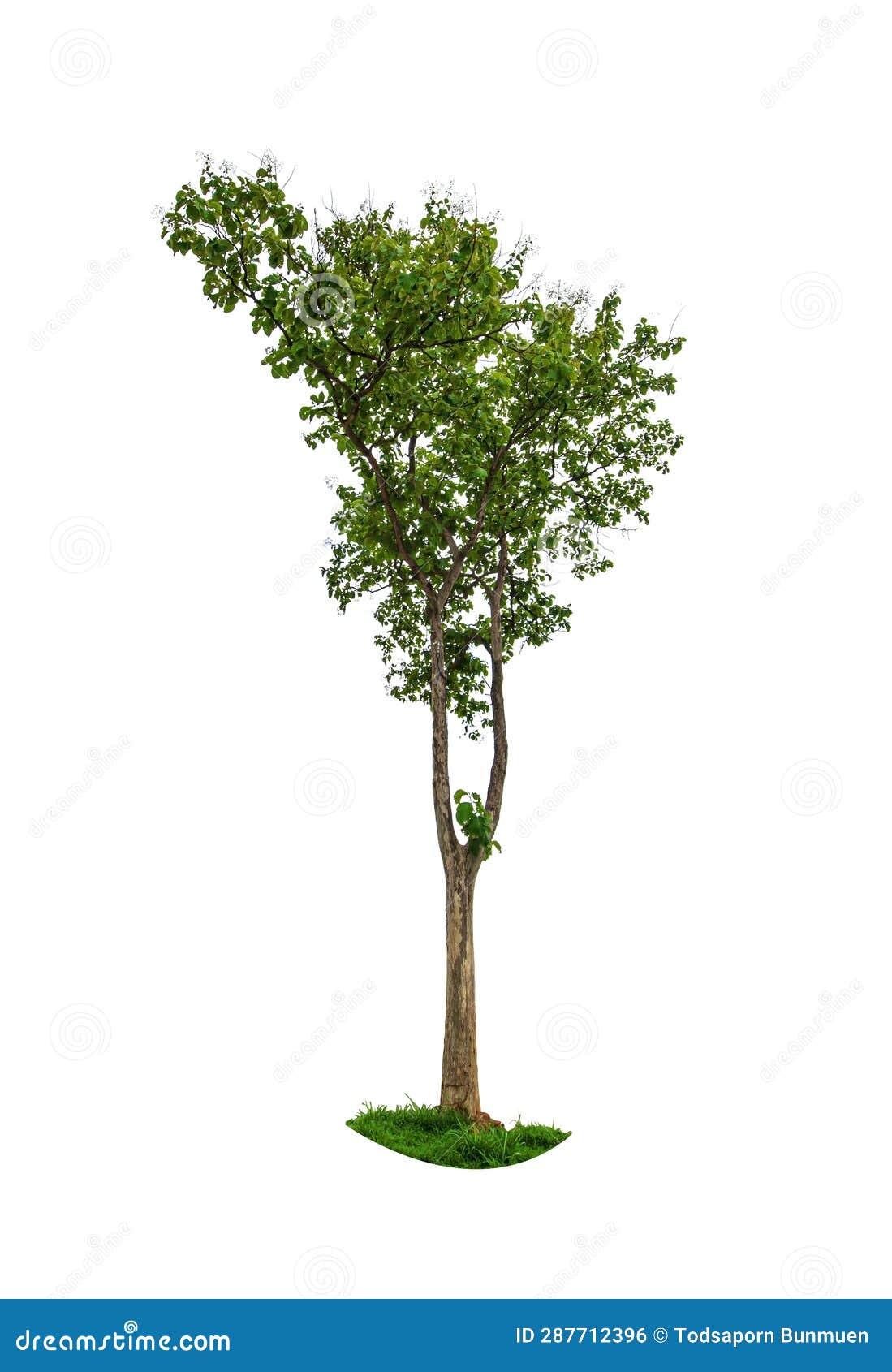 Beautiful Green Leaf Single Tree Isolated on a White Background Stock ...