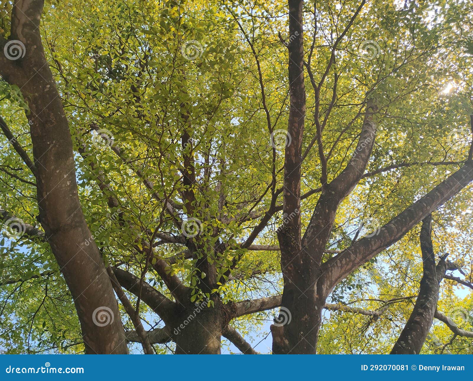 Beautiful Green Leaf Trees in the Morning Stock Image - Image of ...