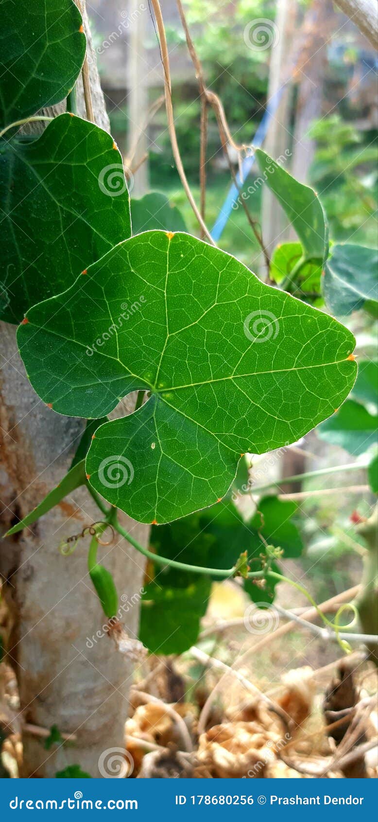 Beautiful Green Leaf Very Nice Color Stock Photo - Image of green, leaf ...