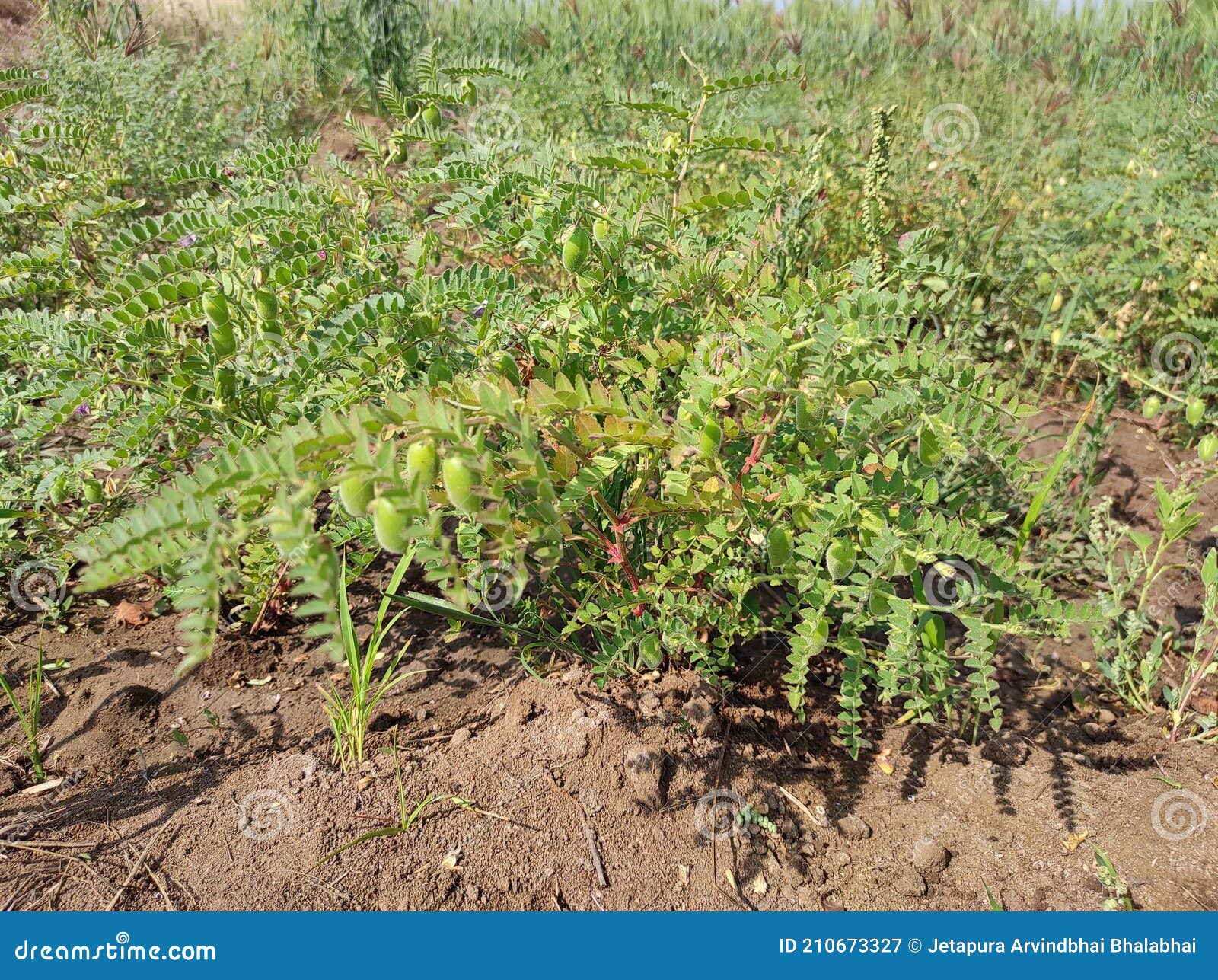 Beautiful And Green Leafed Gram Field Stock Image - Image of leaf ...