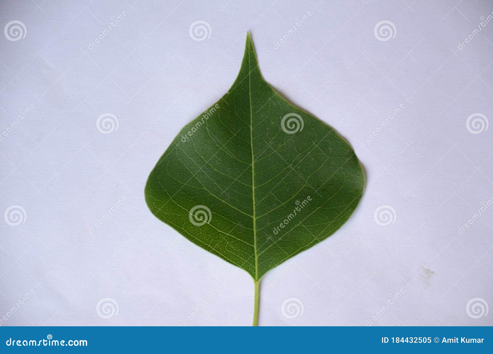 The Beautiful Green Leafes for Taali Stock Image - Image of leafes ...