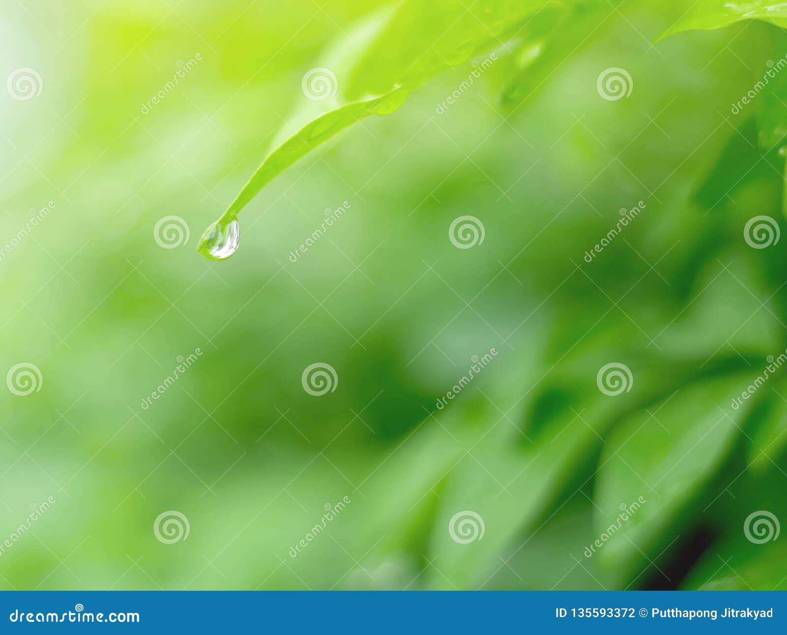 Beautiful Green Leafs and Waterdrop Background and Abstract Texture for ...