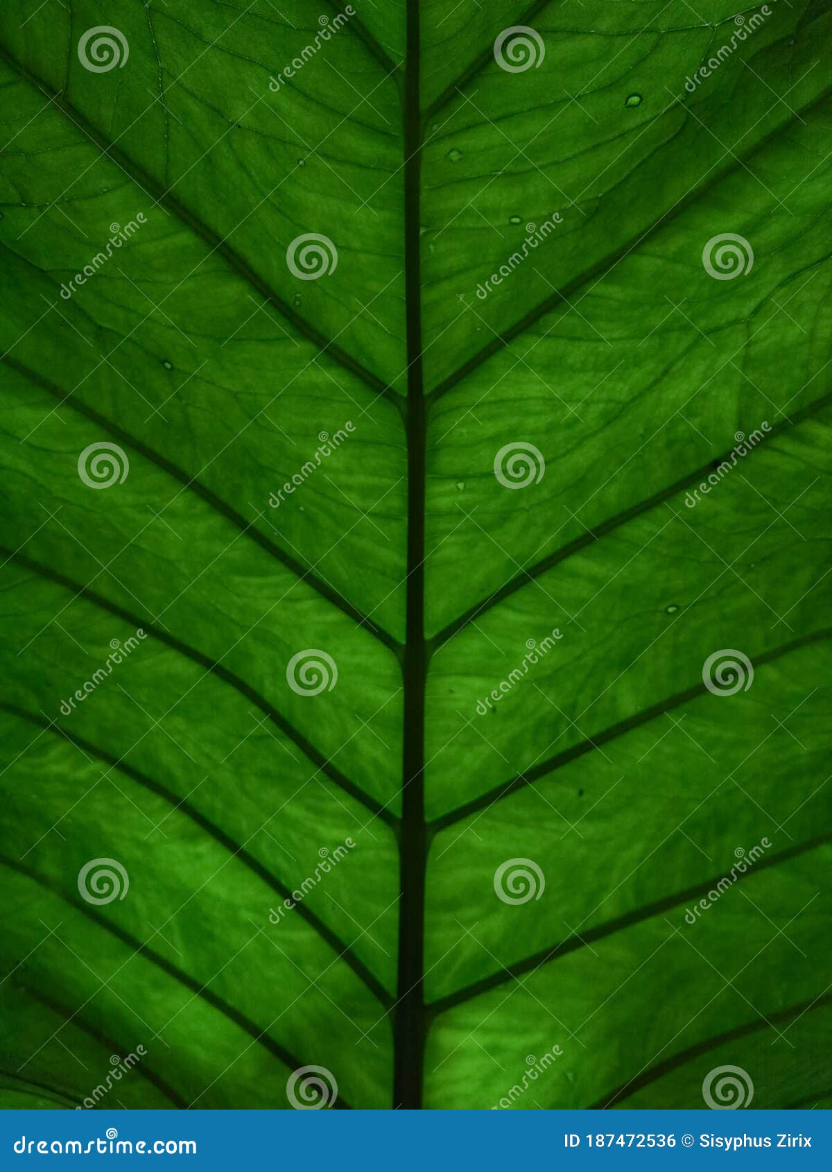 Beautiful Green Leafy Texture Background Stock Photo - Image of petal ...