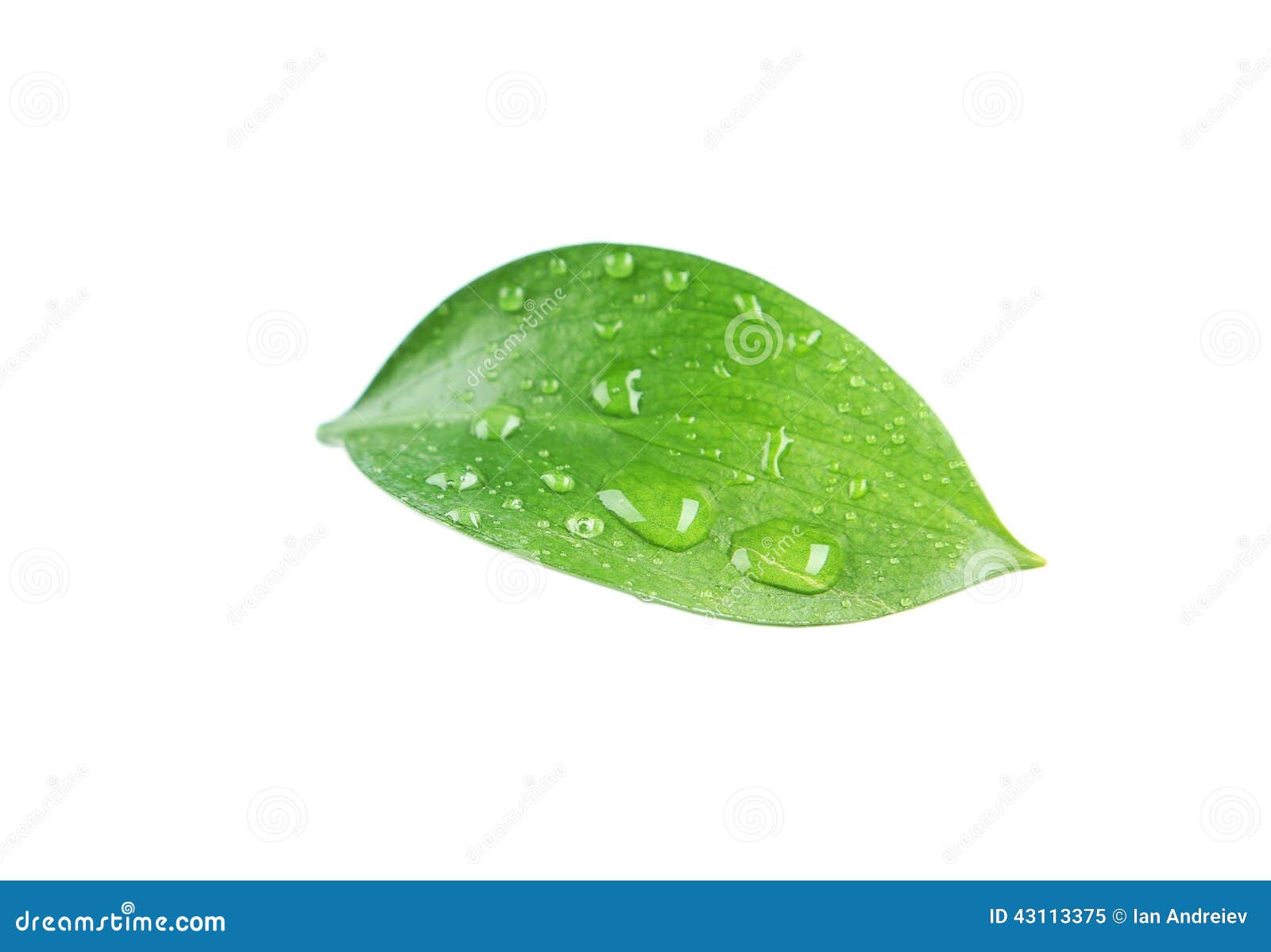 Beautiful Green Leave Isolated on White Stock Image - Image of ...