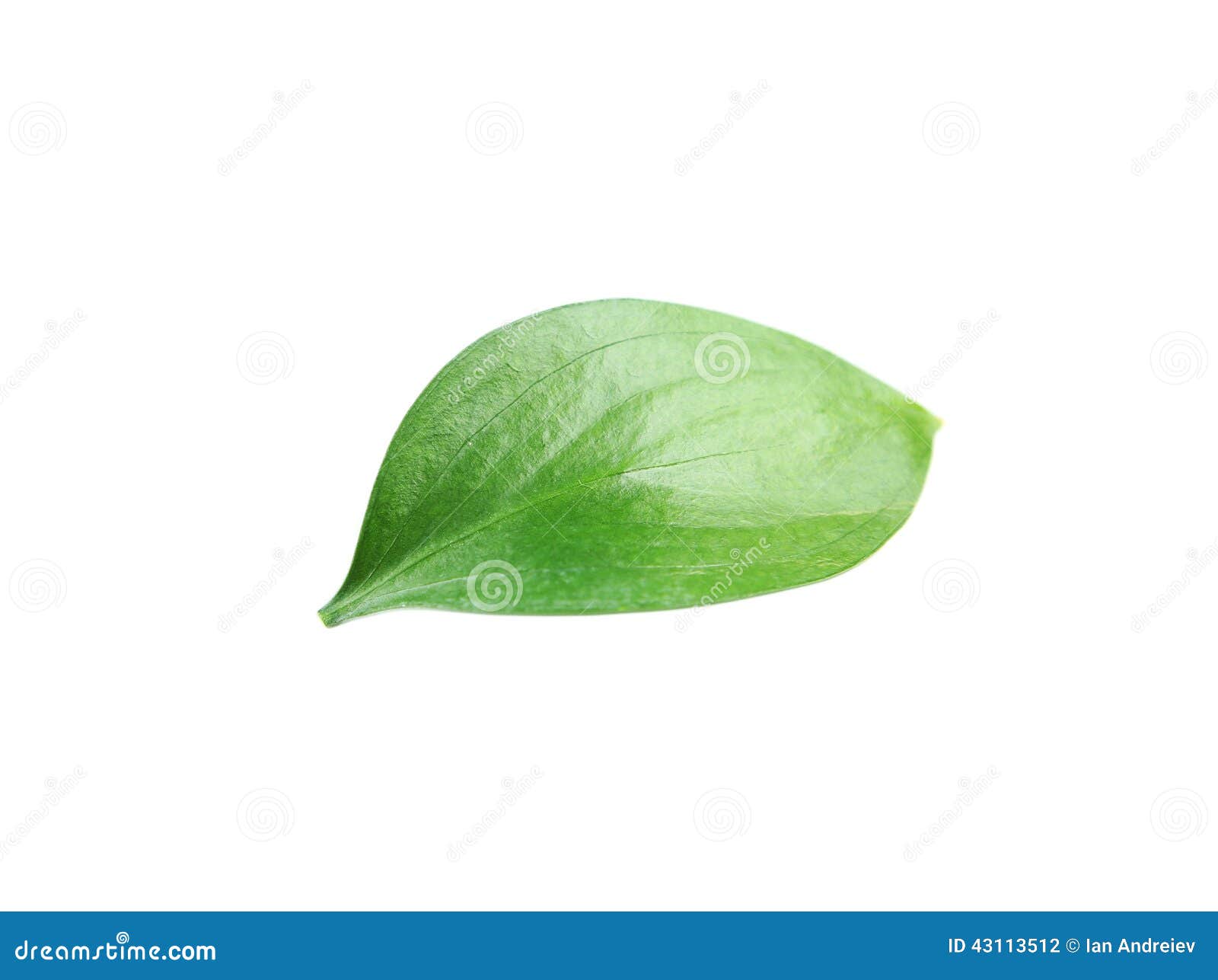 Beautiful Green Leave Isolated on White Stock Photo - Image of green ...