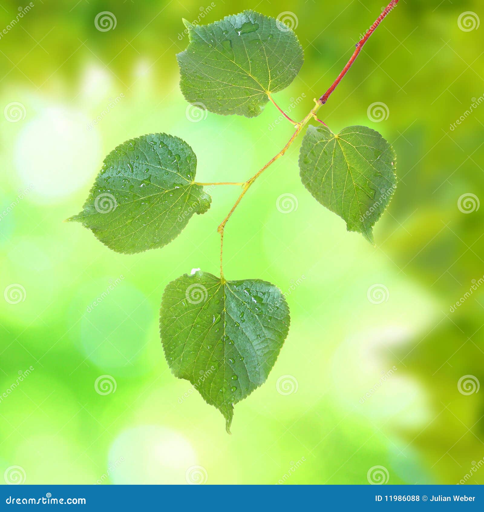 Beautiful green leaves stock photo. Image of clear, leaf - 11986088
