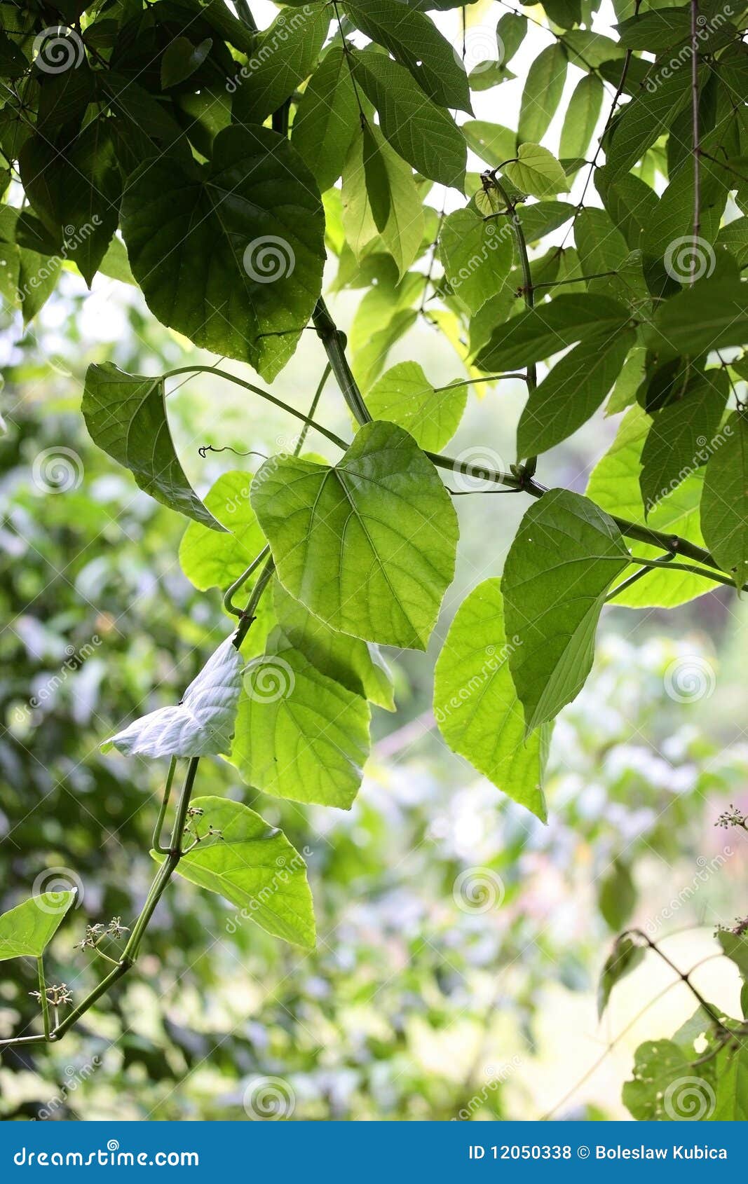 Beautiful Green Leaves Royalty Free Stock Photos - Image: 12050338