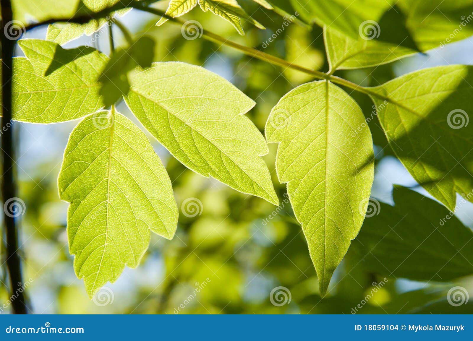 Beautiful green leaves stock photo. Image of leaf, green - 18059104