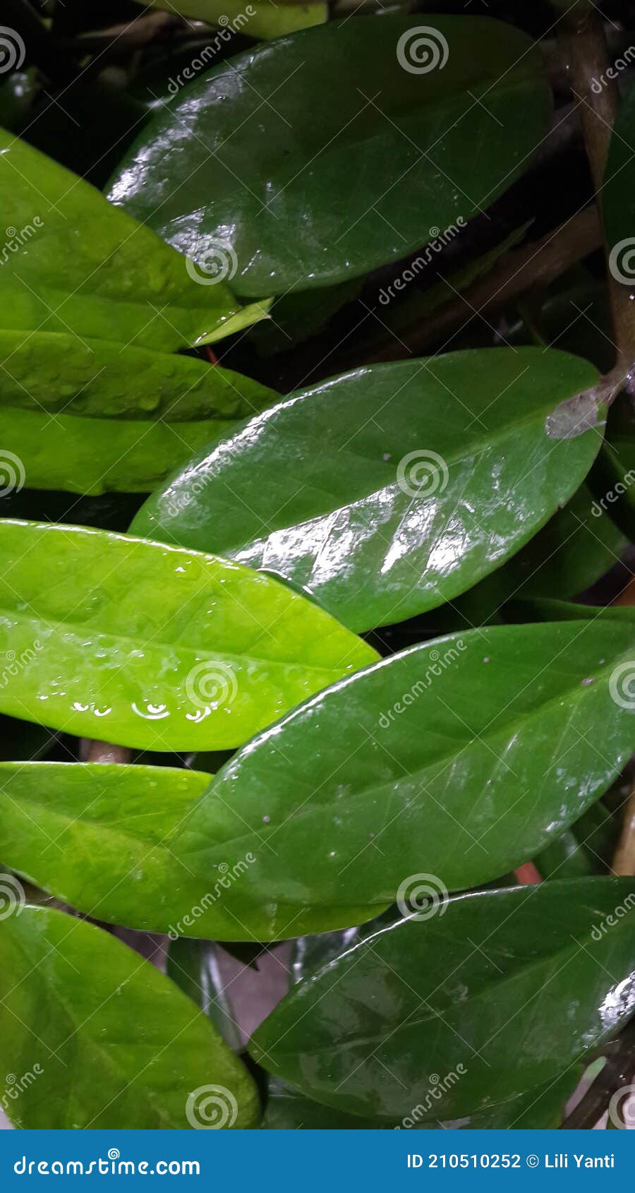 Beautiful Green Leaves Arrange Alternately Stock Photo - Image of ...