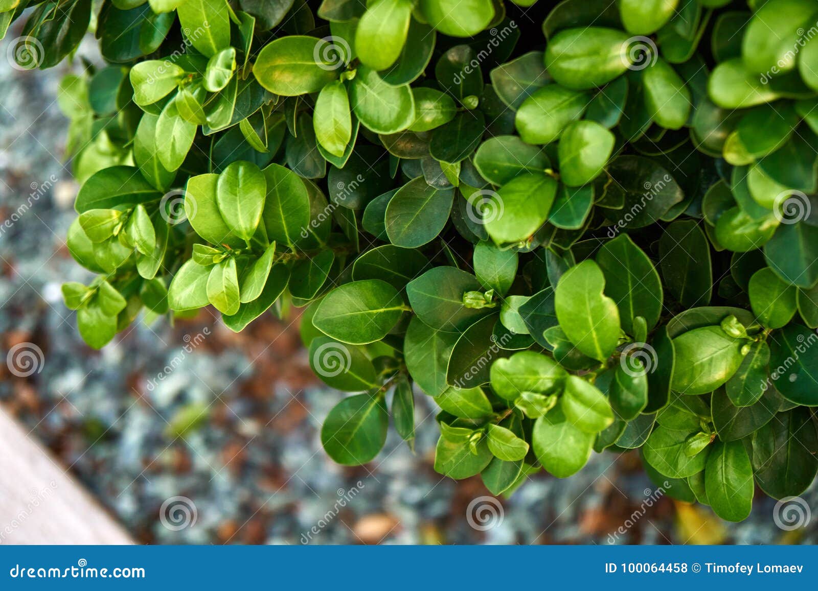 Beautiful green leaves stock photo. Image of botany - 100064458