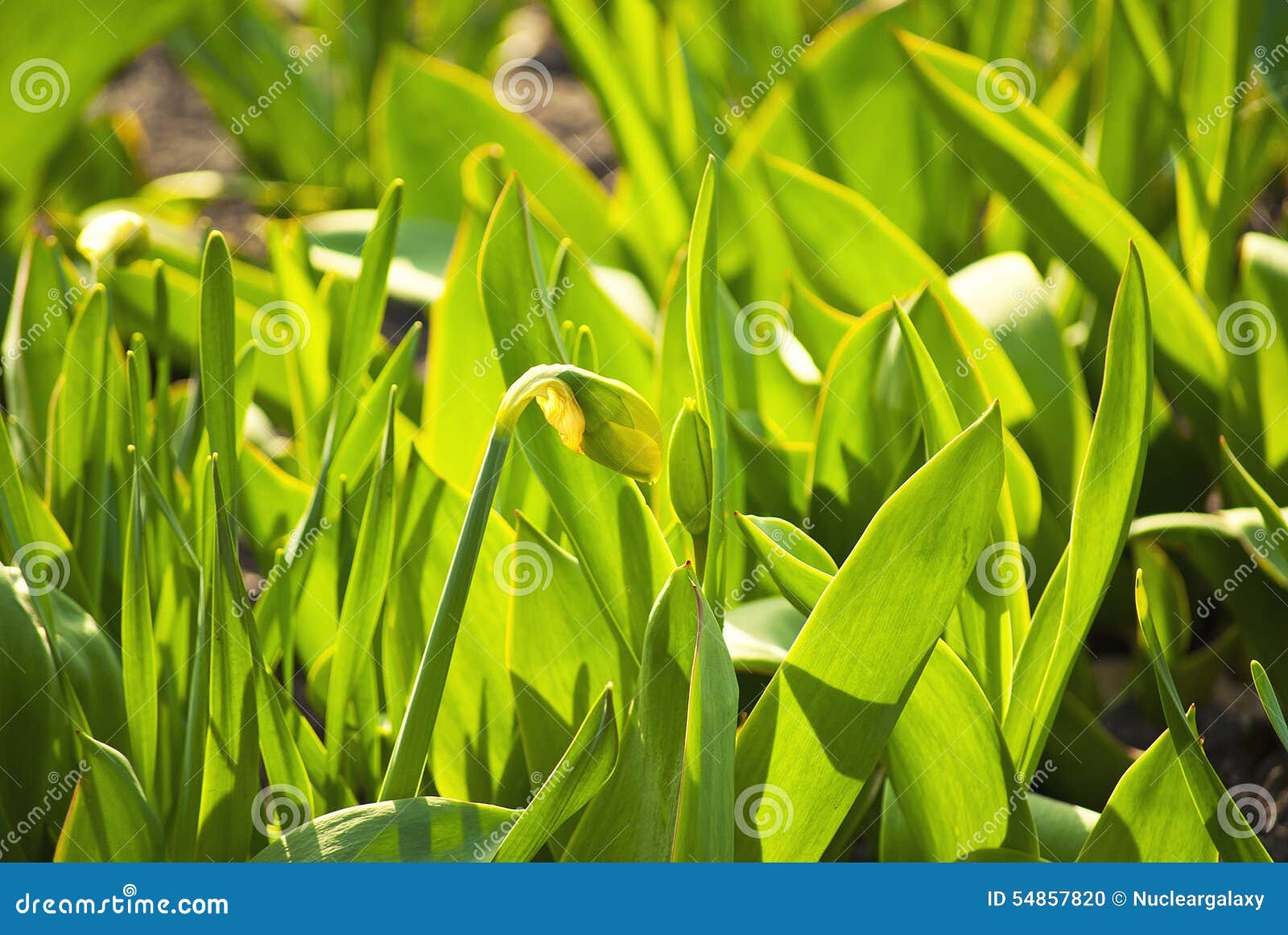 Beautiful Green Leaves of Daffodils Stock Photo - Image of plant, bloom ...