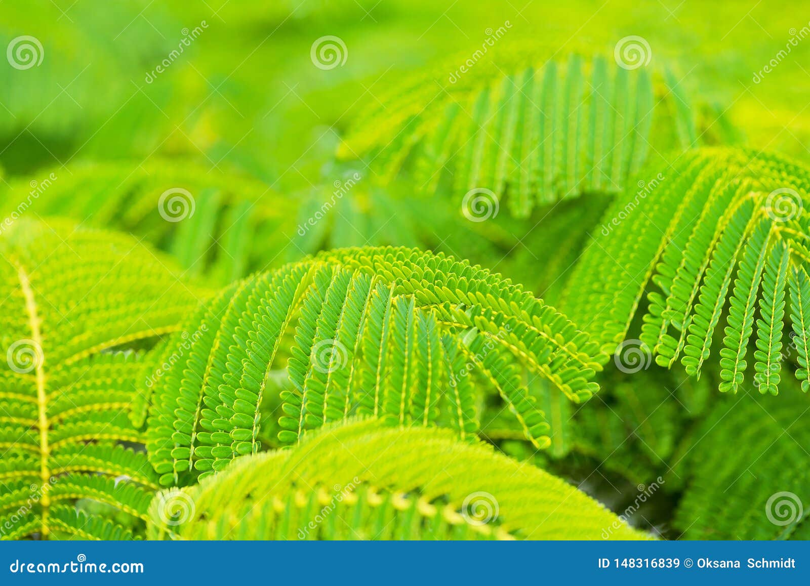 Leaves Of Flame Of Forest Palash Tesu Butea Monosperma Tree Royalty ...