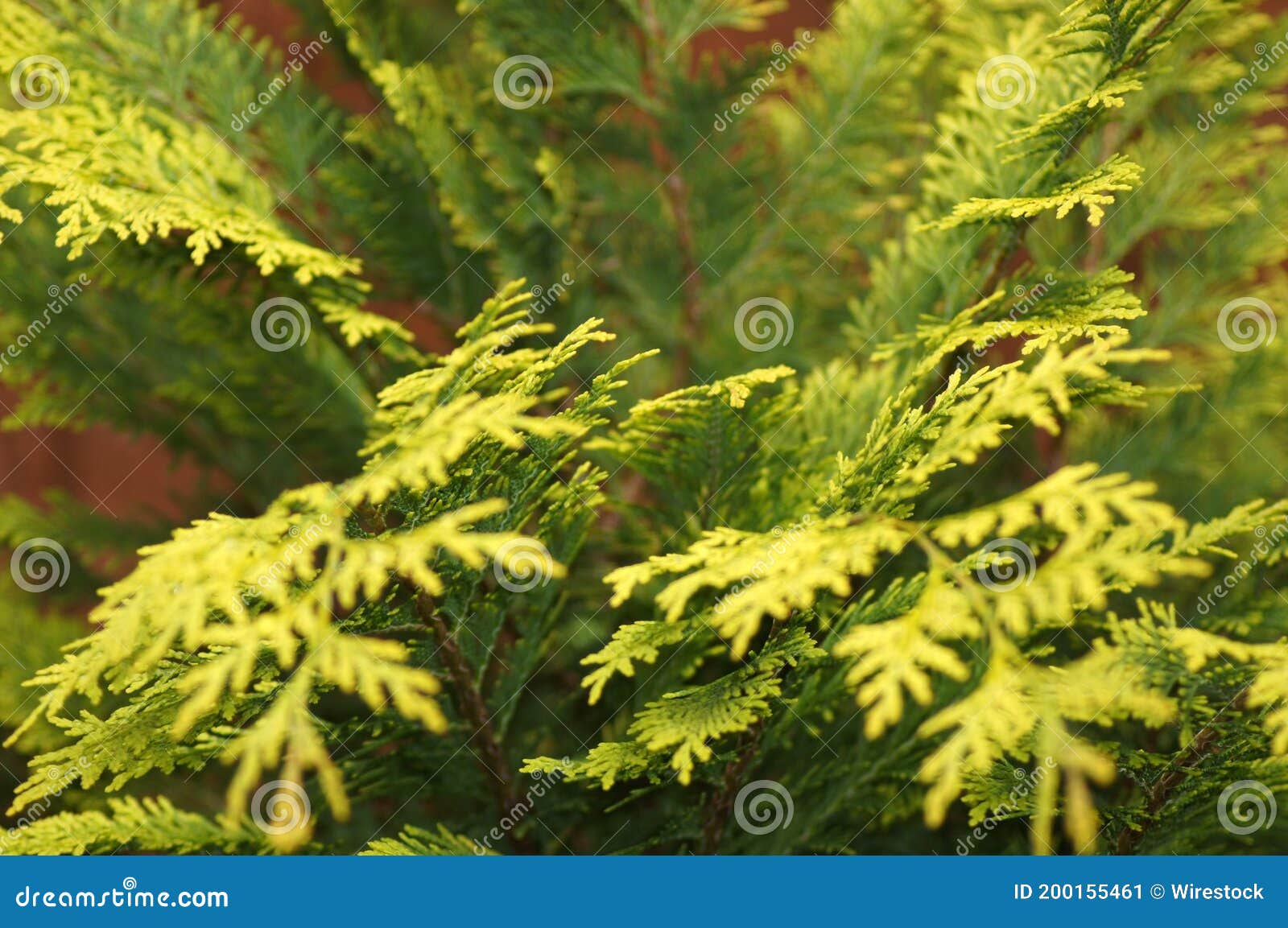 Beautiful Green Leaves of the Spruce Tree Stock Image - Image of plant ...