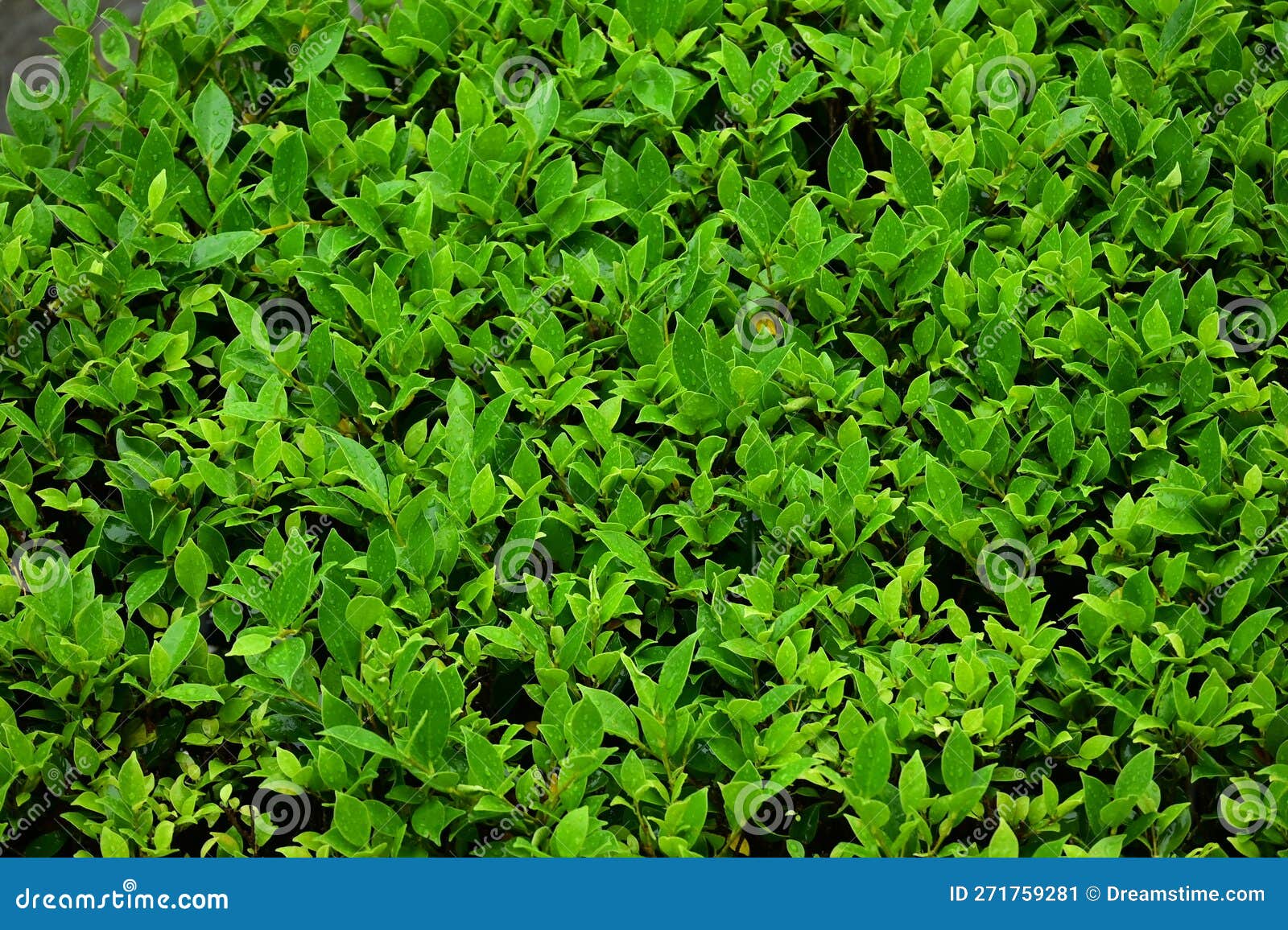 Beautiful Green Leaves Texture Background, Natural Background for ...