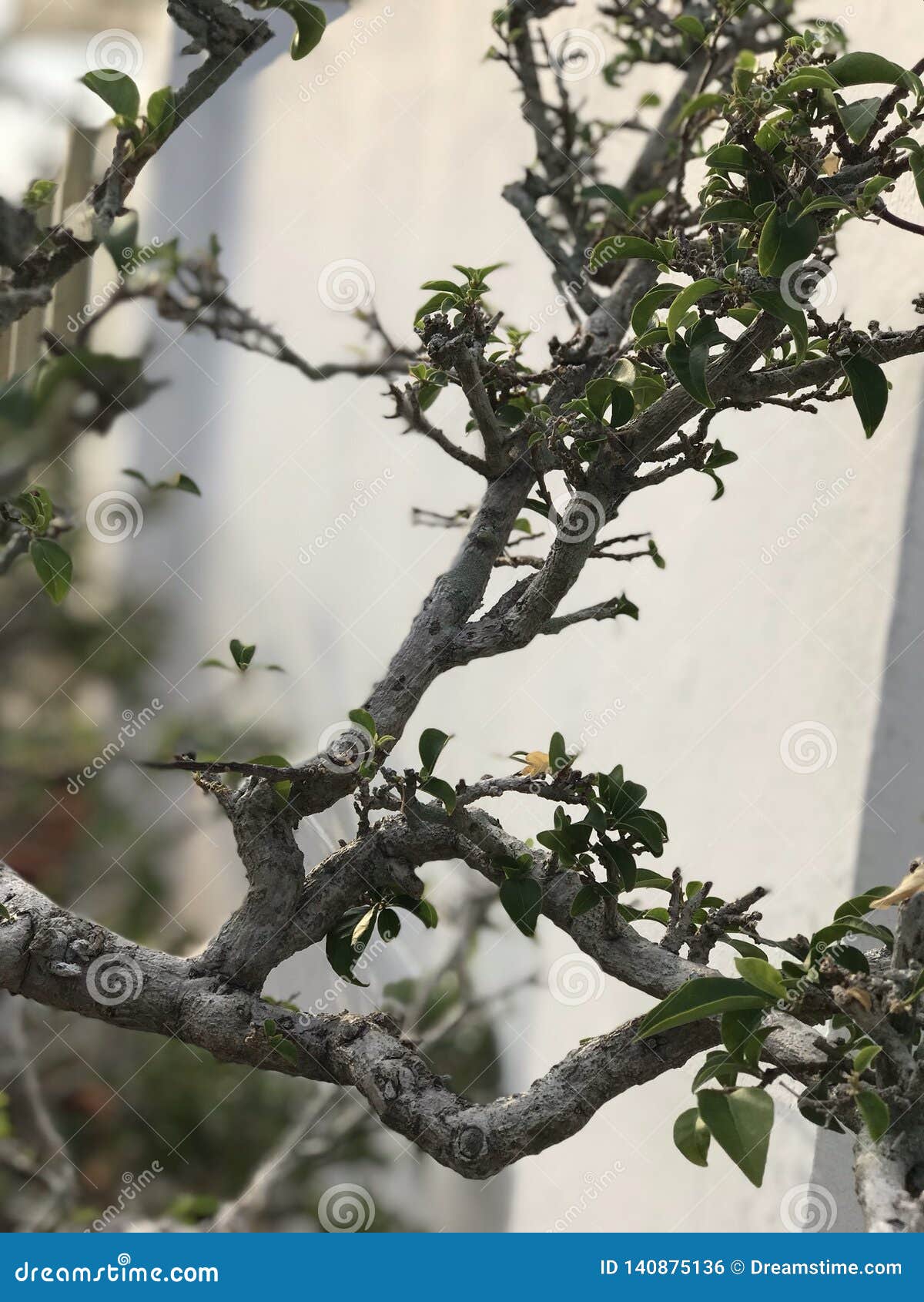 MIRI LEAVES stock photo. Image of beautiful, flower - 140875136