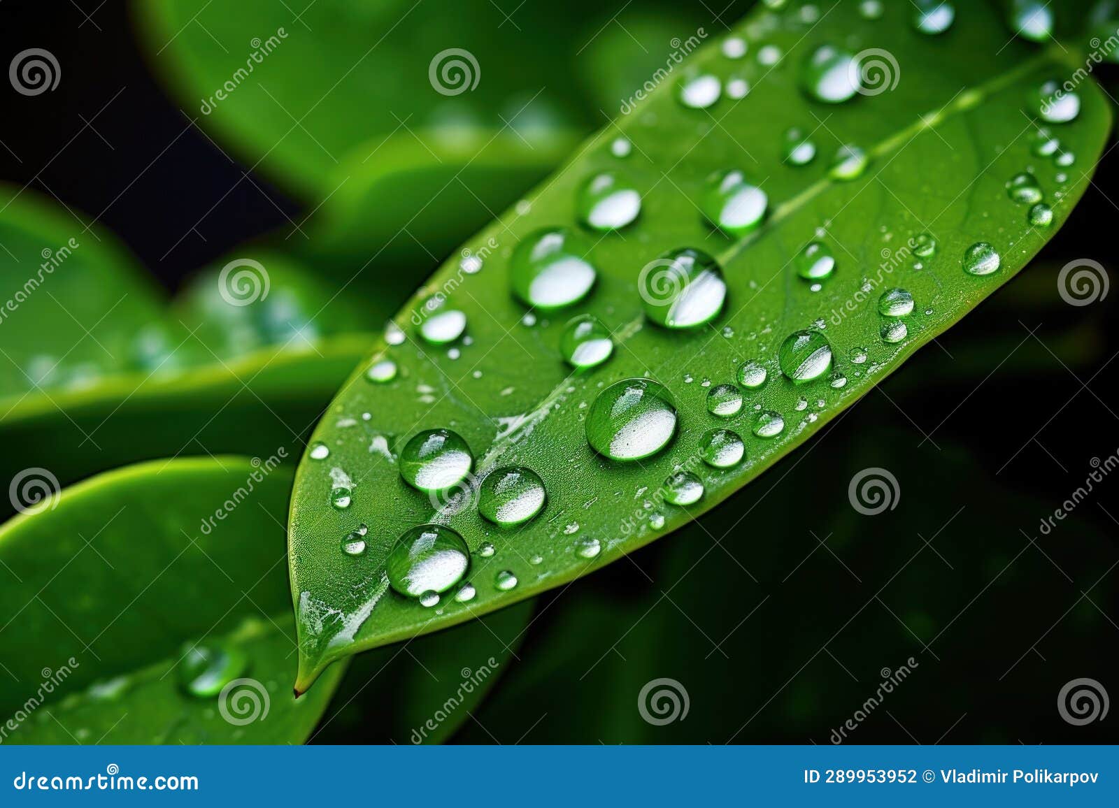 Beautiful Green Leaves with Water Patches Stock Photo - Image of ...