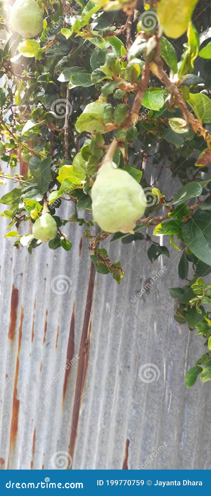 Beautiful Green Light Fruit Stock Image - Image of tree, deciduous ...