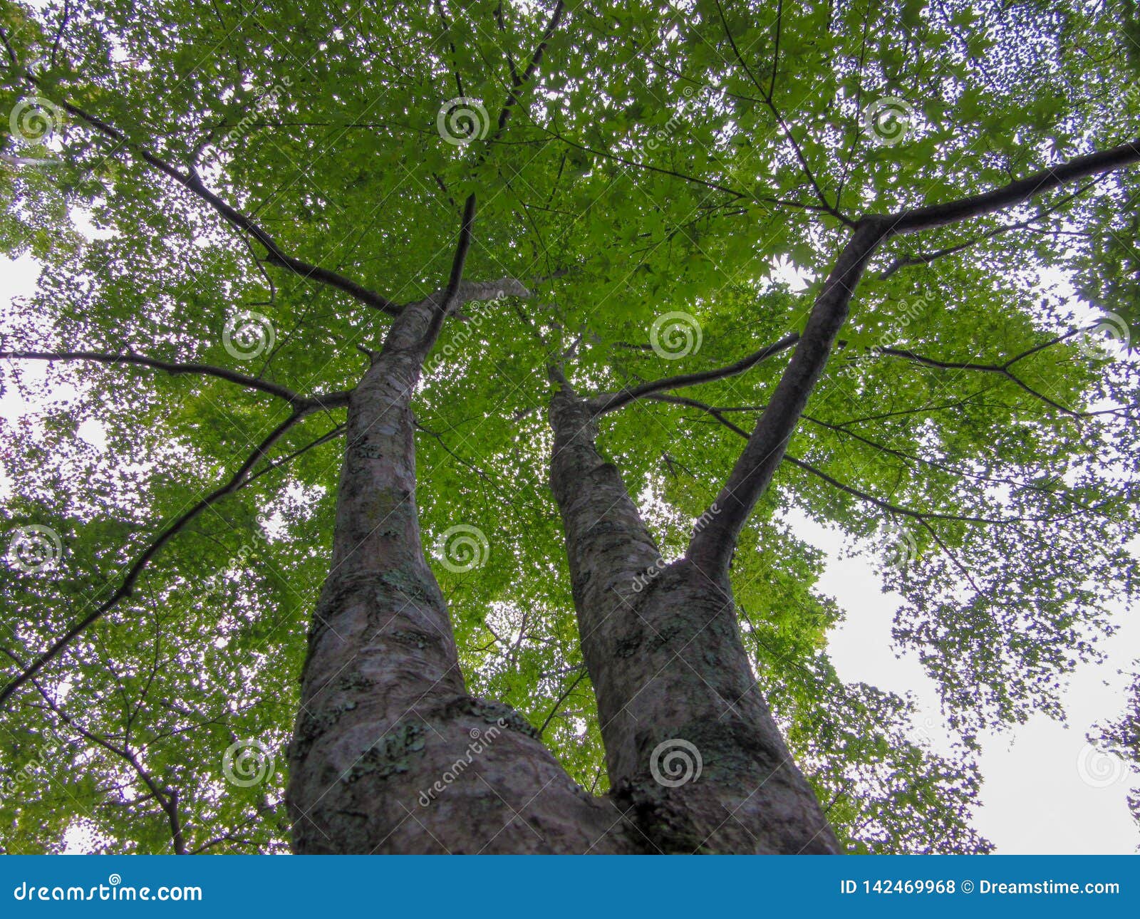 Green limb of tree stock photo. Image of woods, forest - 142469968
